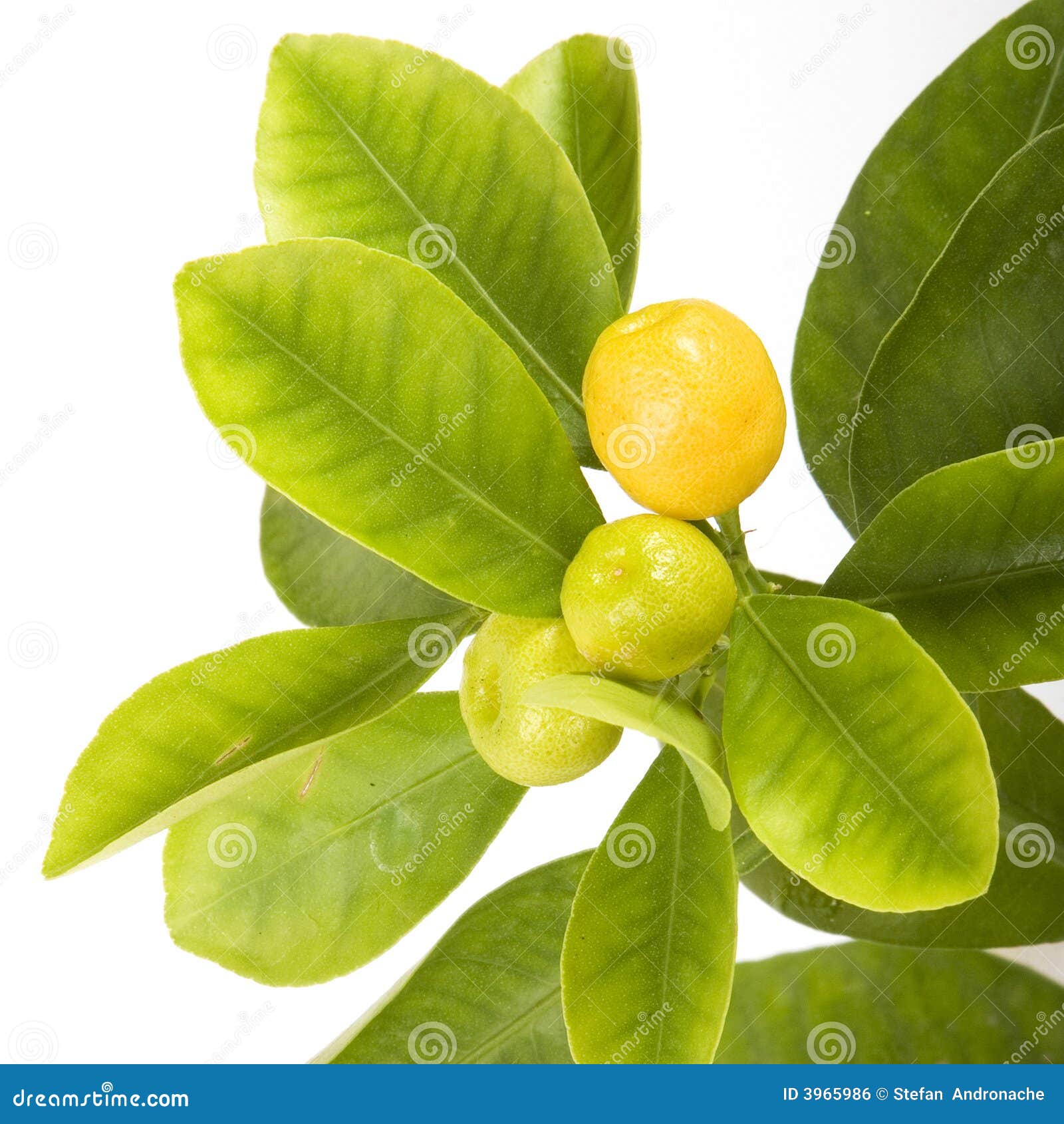 Citrus leaf stock photo. Image of fruit, tangerine, small - 3965986