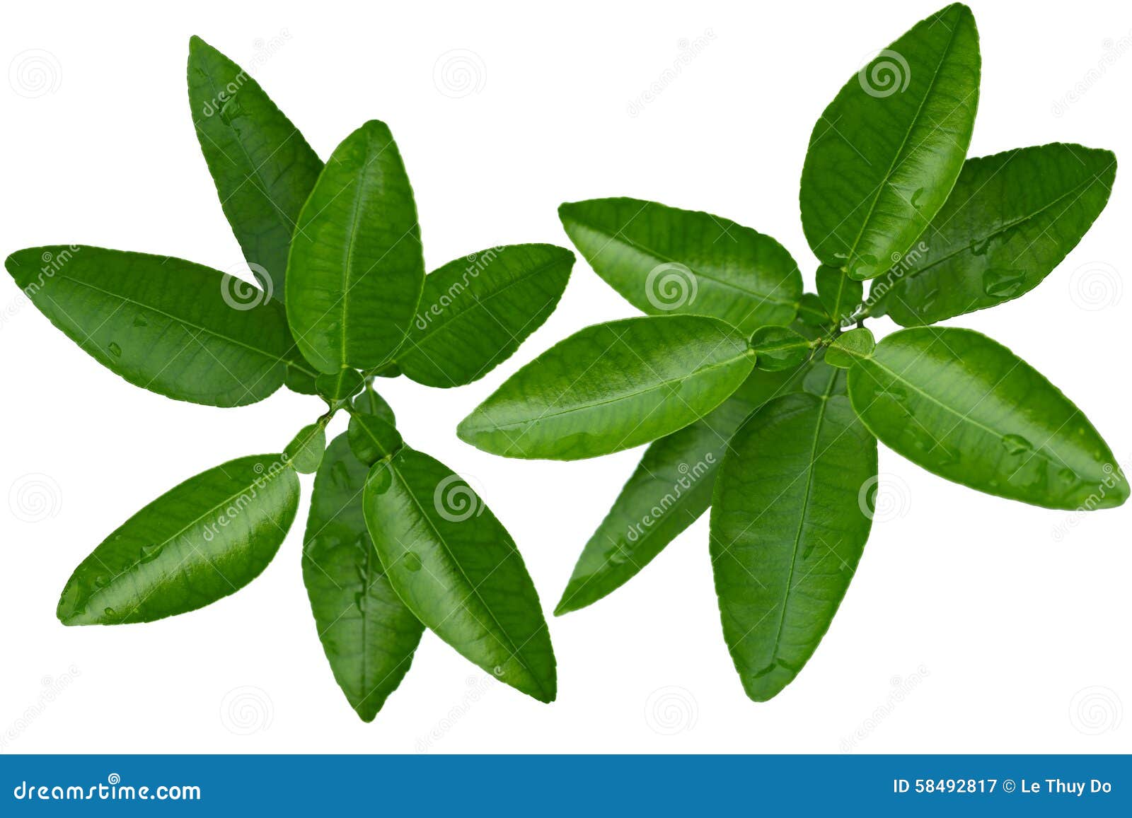 Citrus Leaf stock image. Image of beautiful, simplicity - 58492817