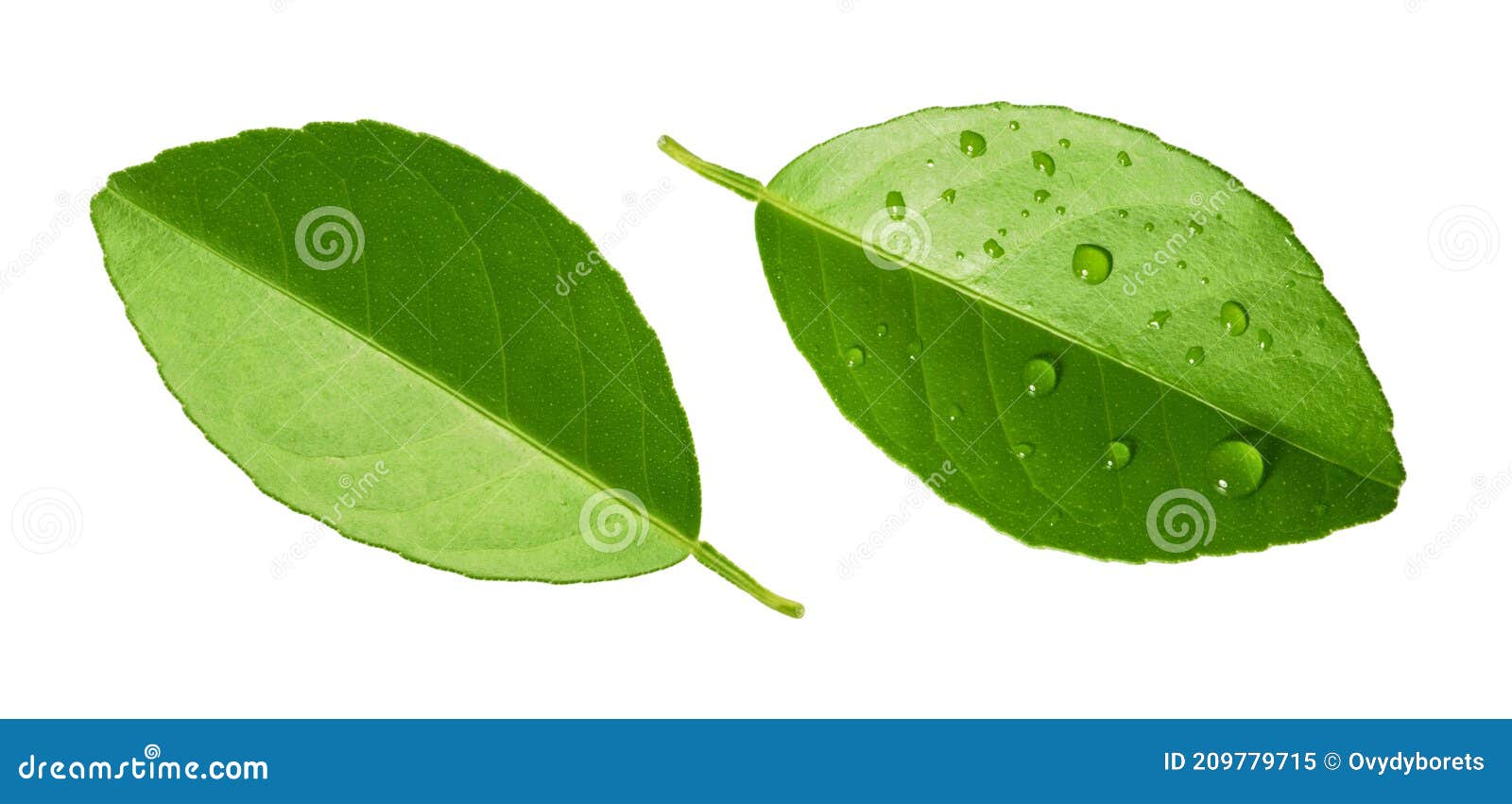 Citrus Leaf Isolated on White Background Stock Image - Image of ...