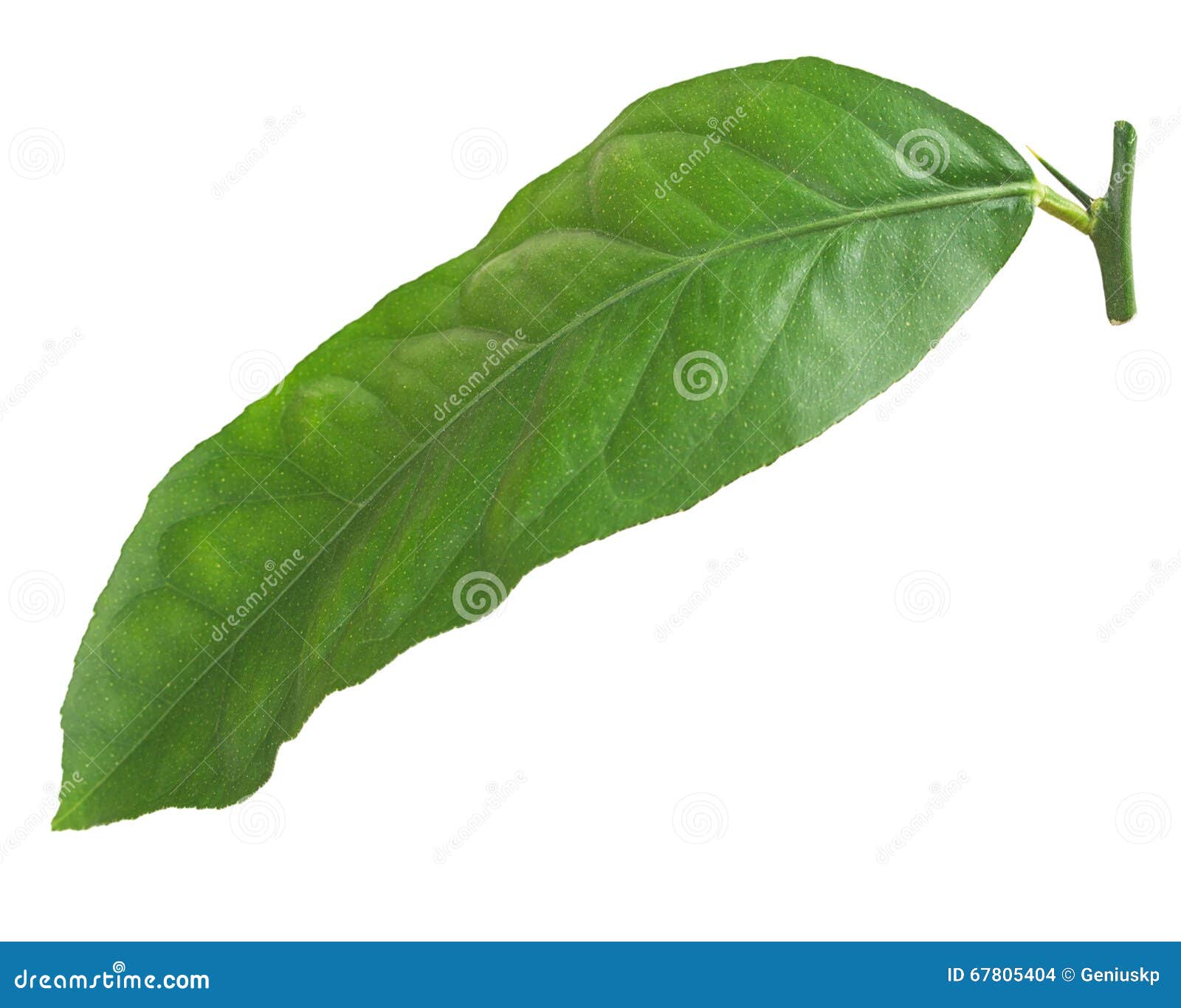 Citrus leaf stock photo. Image of beech, hanging, isolated - 67805404