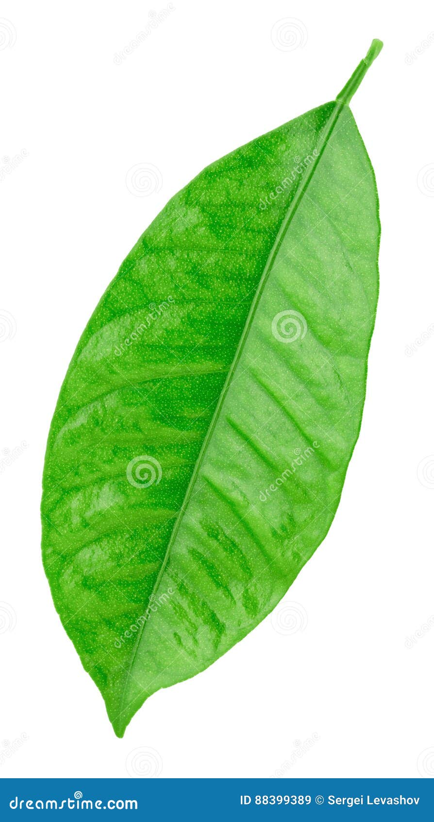 Citrus Leaf Isolated on a White Stock Image - Image of closeup, organic ...