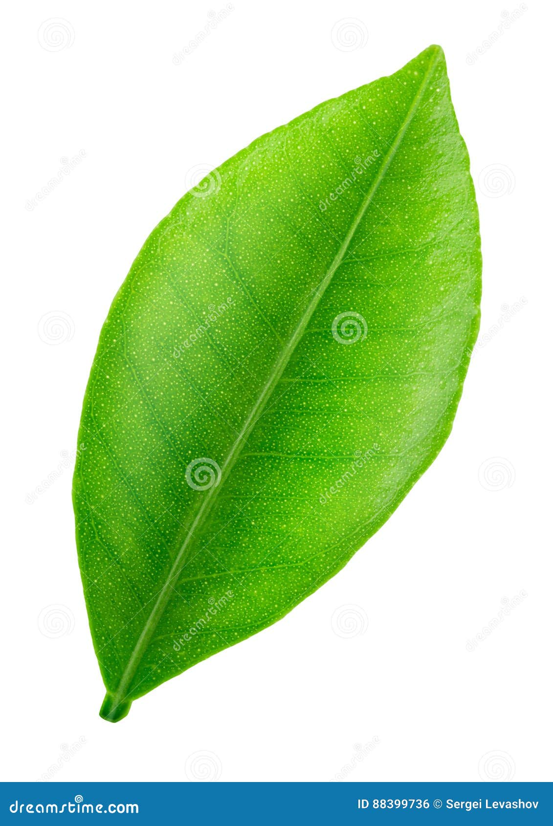 Citrus Leaf Isolated on a White Stock Photo - Image of bass, background ...