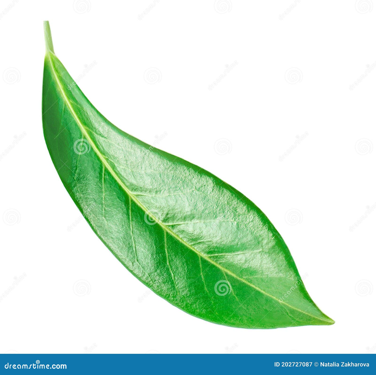 Citrus Leaf Isolated on a White Background. Orange Fruit Leaf Macro ...