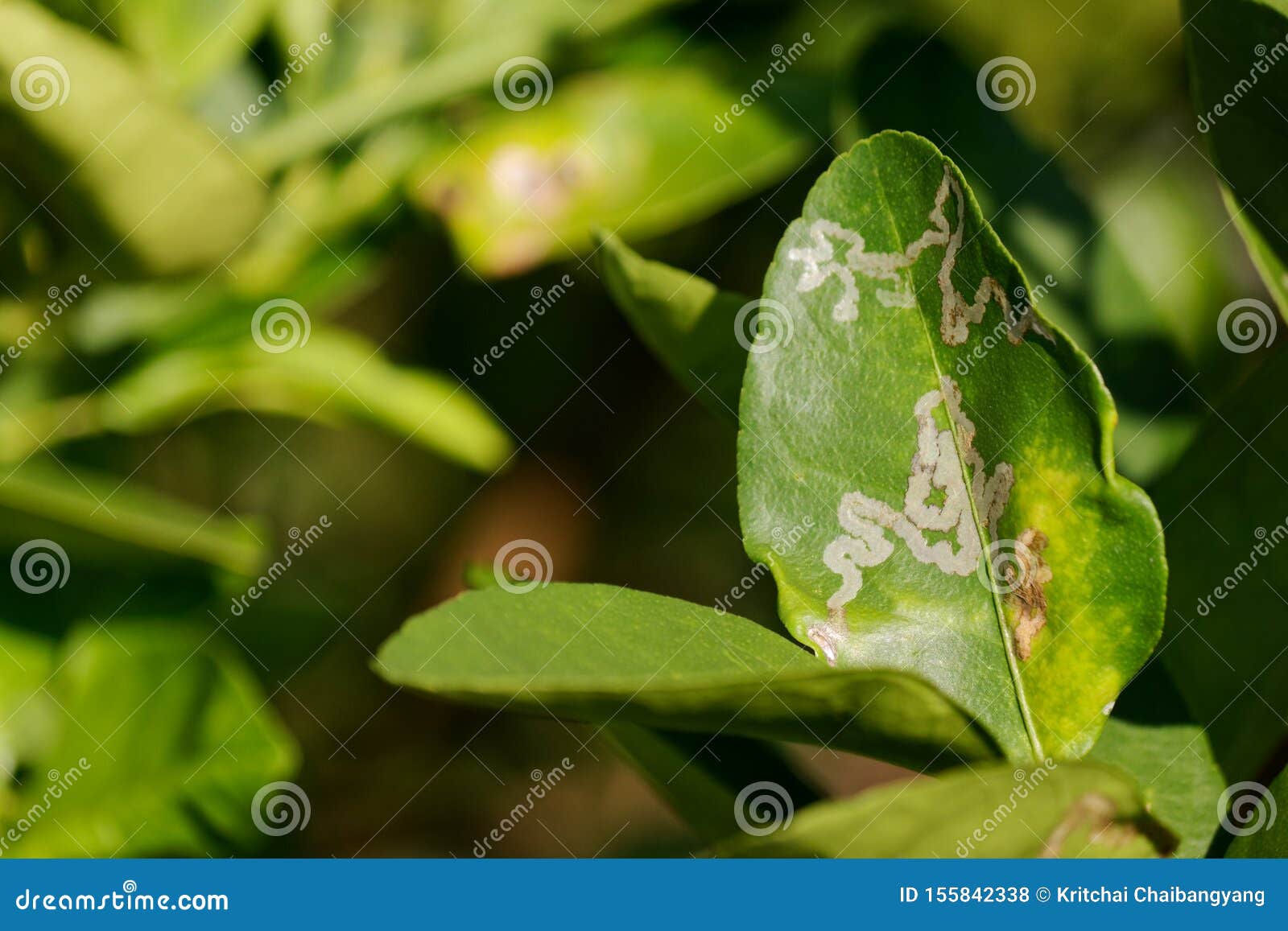 Citrus leaf miner stock photo. Image of nature, orange - 155842338