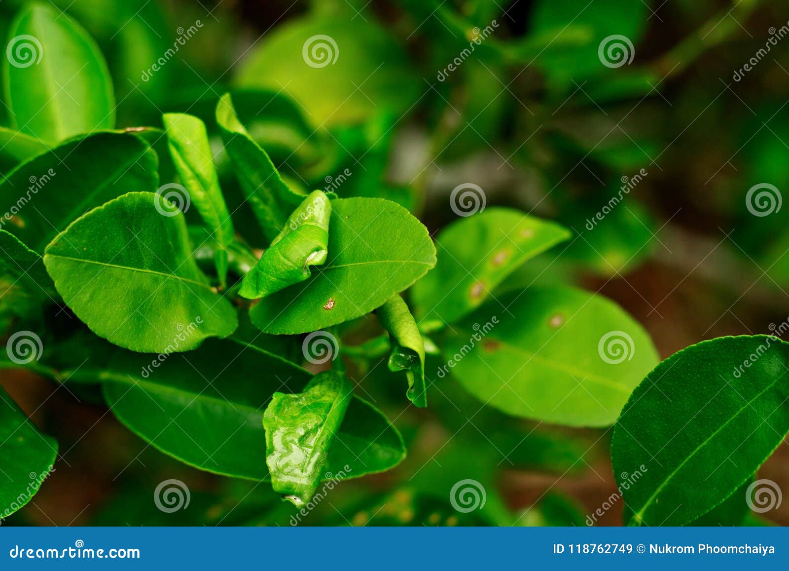 Citrus Leaf Miner Damage on Lime Leaves Fruit Stock Image - Image of ...