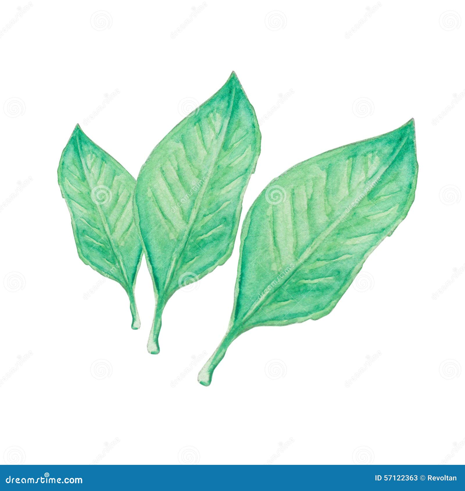 Citrus leaf watercolor stock illustration. Illustration of crop - 57122363