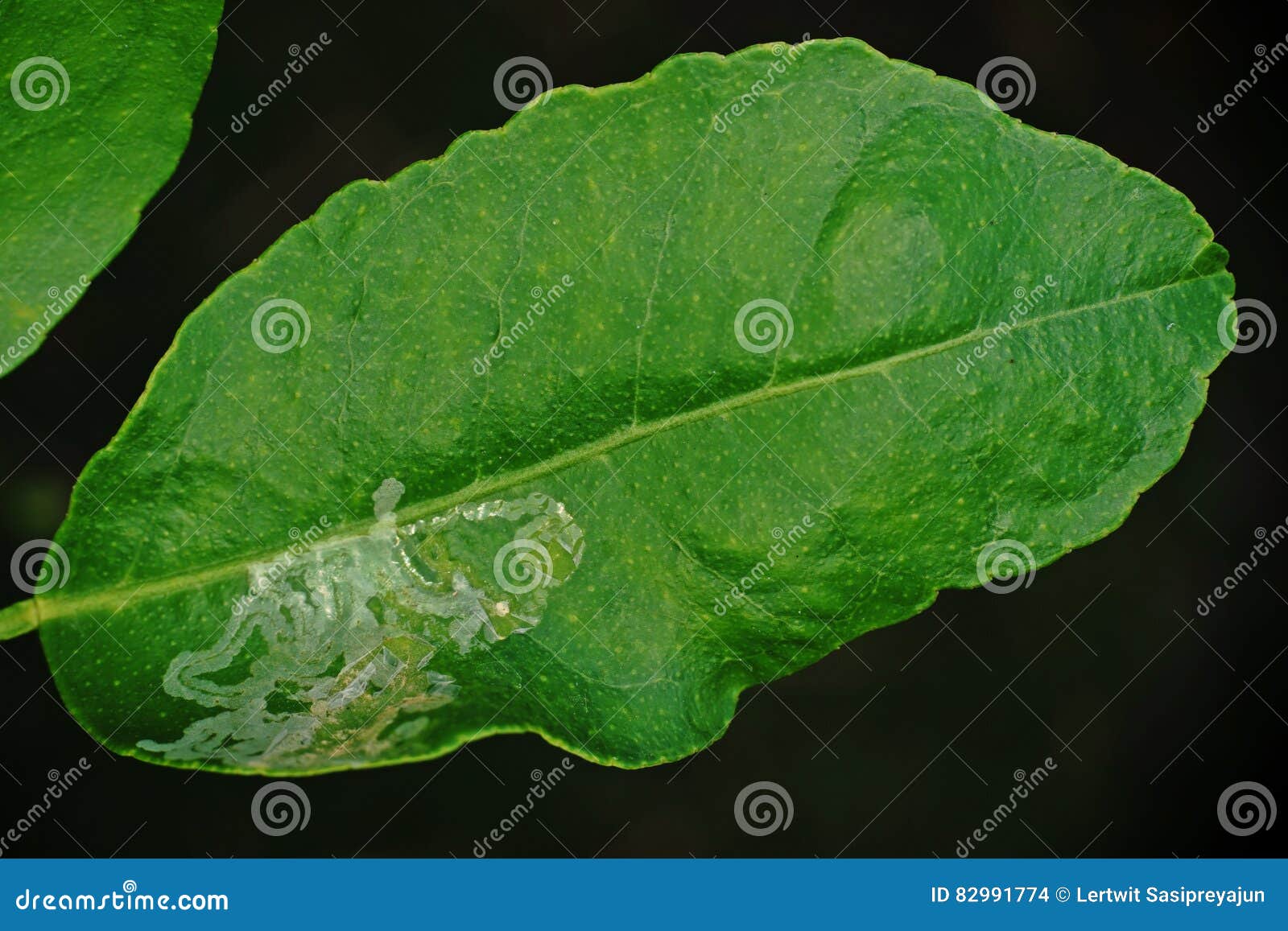 Citrus Leafminer ;insect Pest Stock Photo - Image of pattern ...