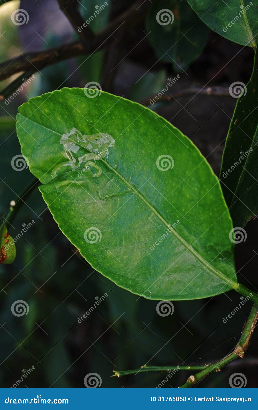 Citrus Leafminer ;insect Pest Stock Photo - Image of gnawed, nature ...