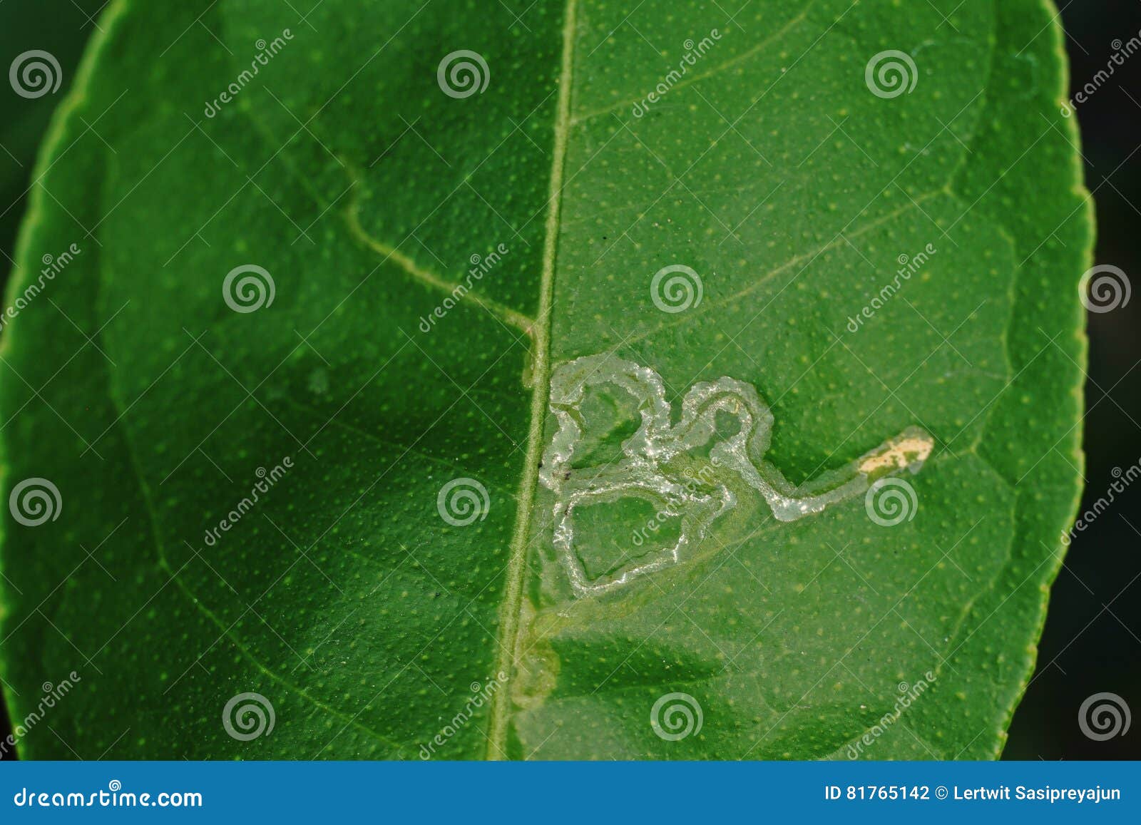 Citrus Leafminer ;insect Pest Stock Photo - Image of water ...