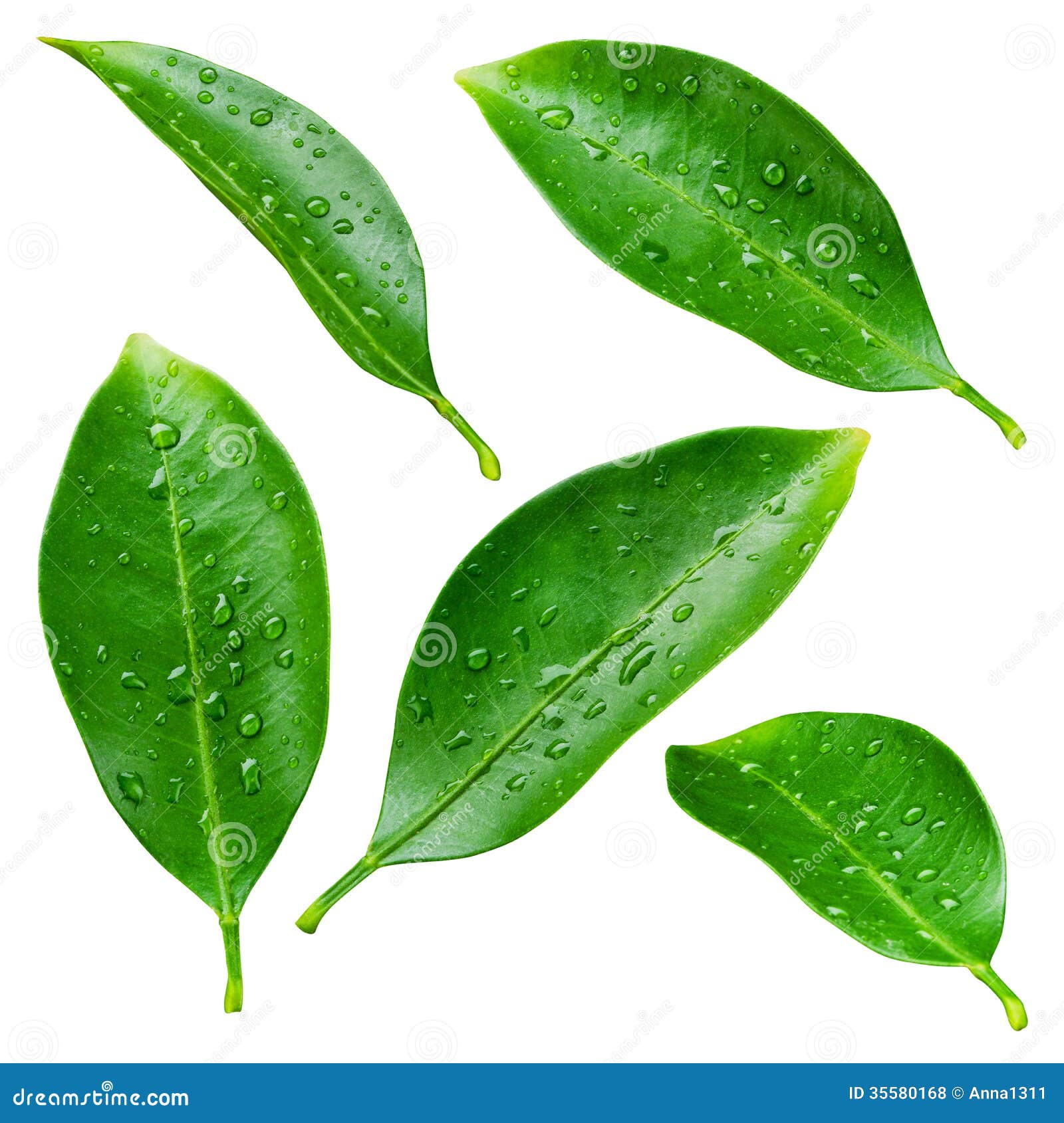Citrus Leaves Isolated On A White Background Royalty-Free Stock Photo ...