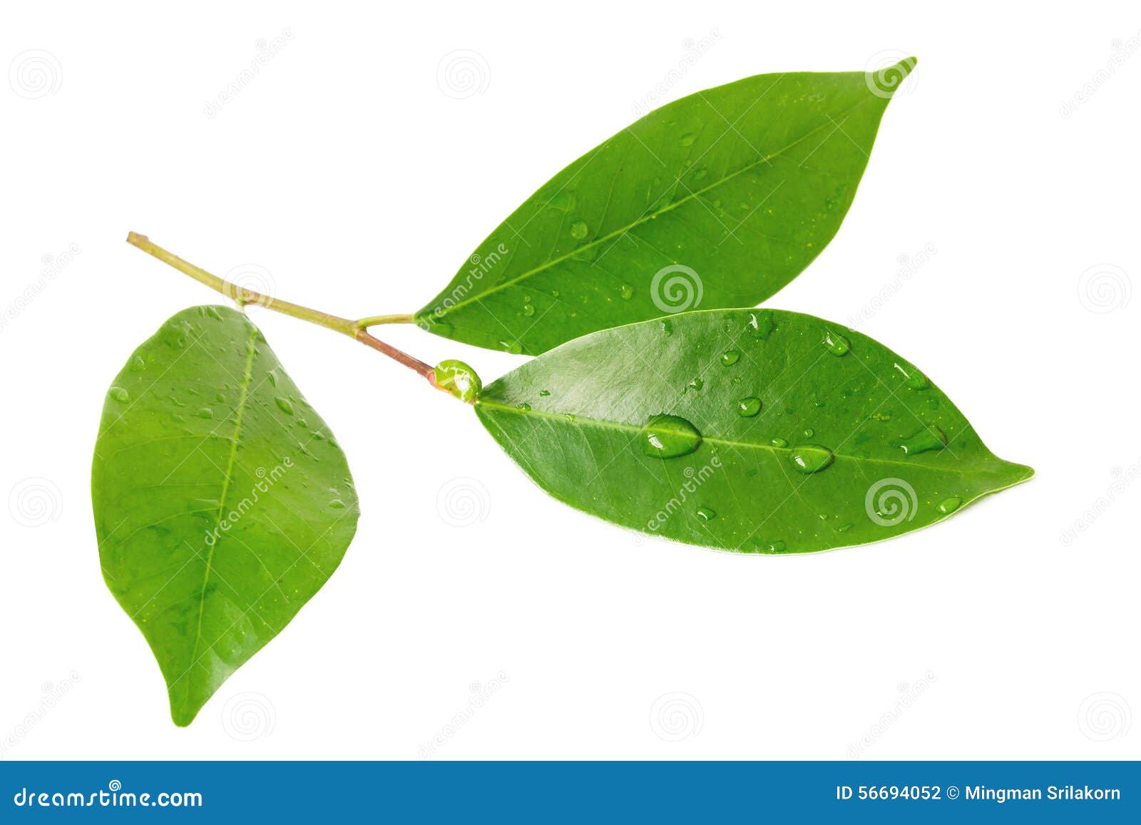 Citrus Leaves Isolated On A White Background Stock Photo ...