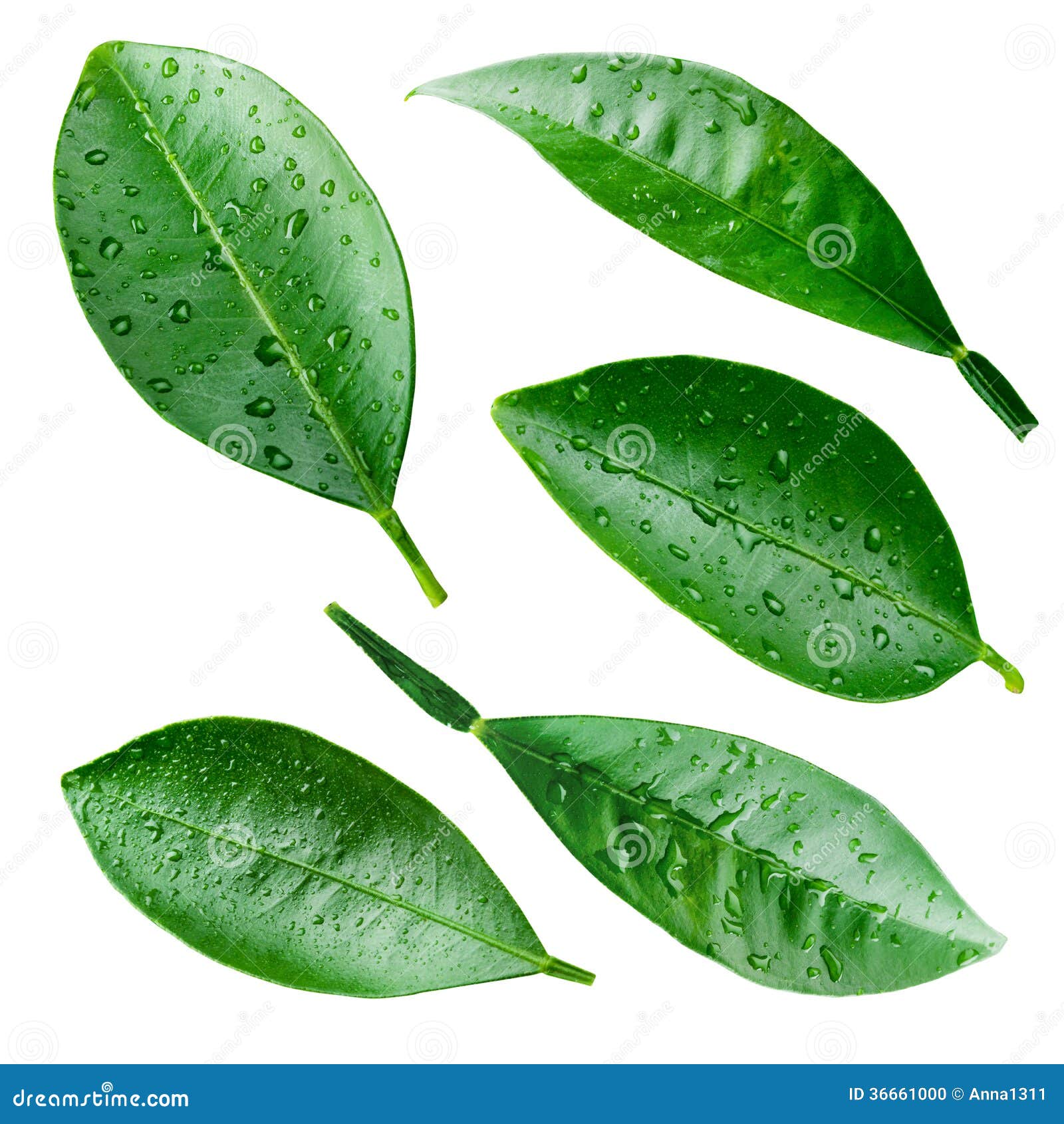 Citrus Leaves Isolated On A White Background. Top View Stock Image ...