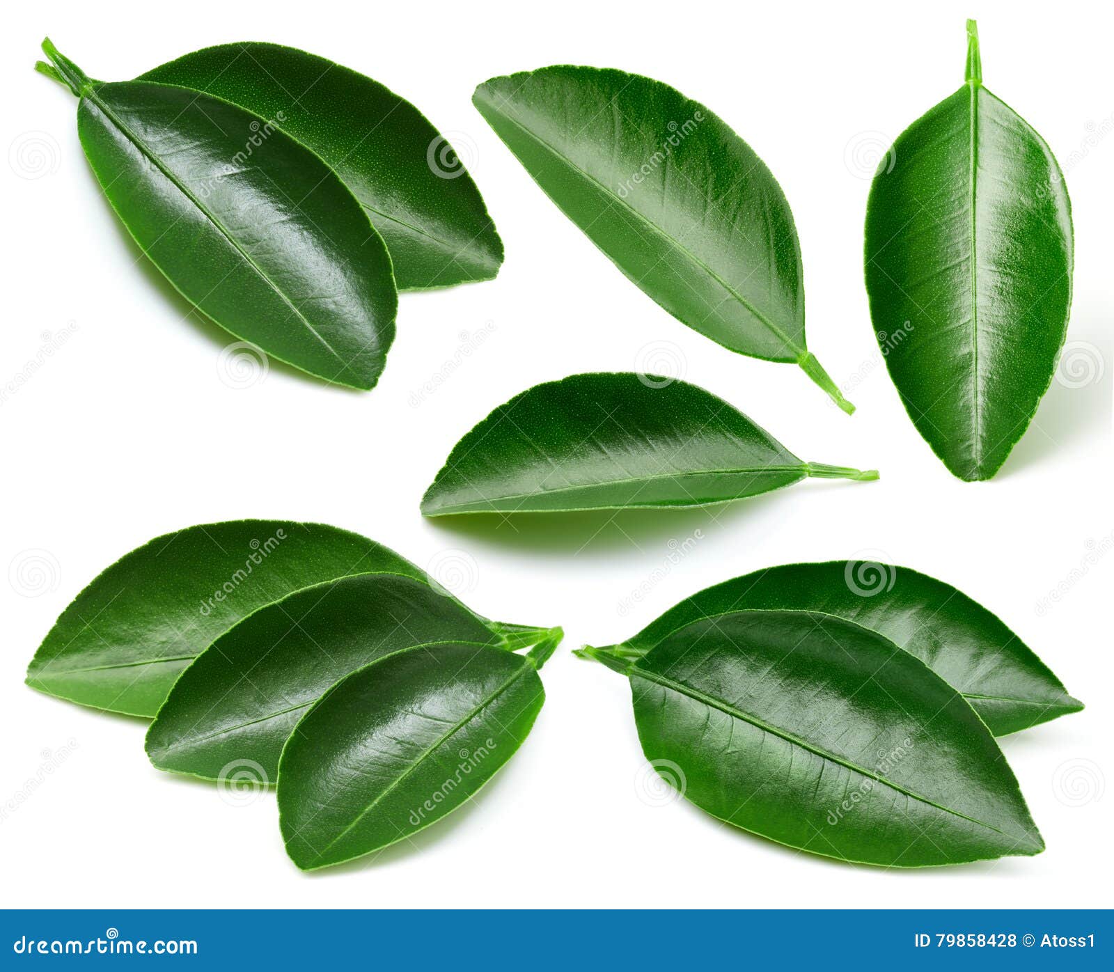 Citrus leaves isolated stock photo. Image of food, objects - 79858428