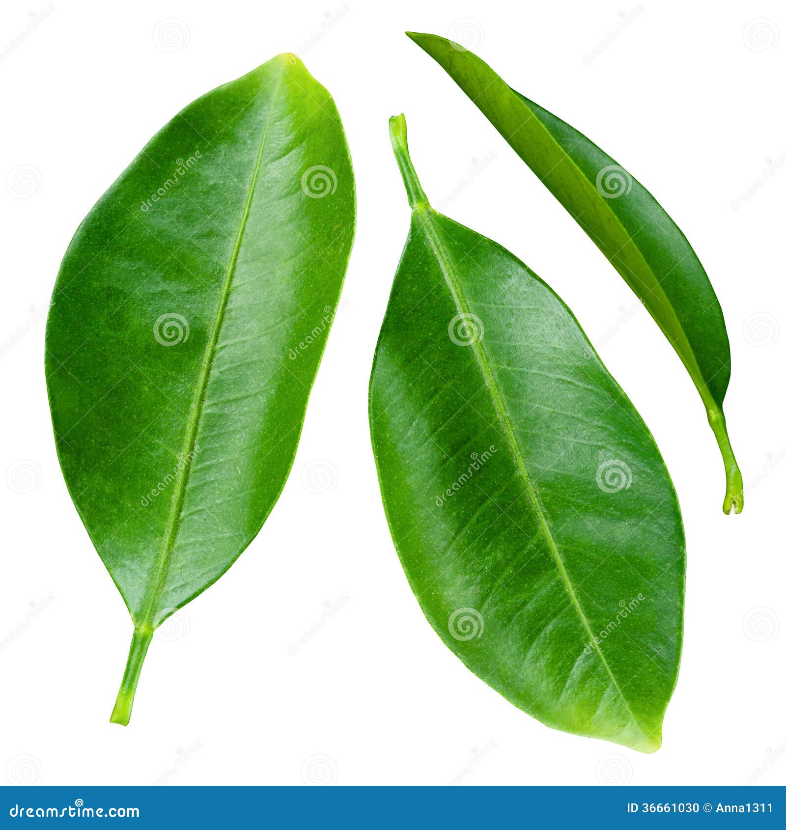 Citrus Leaves Isolated On A White Background Royalty-Free Stock Photo ...