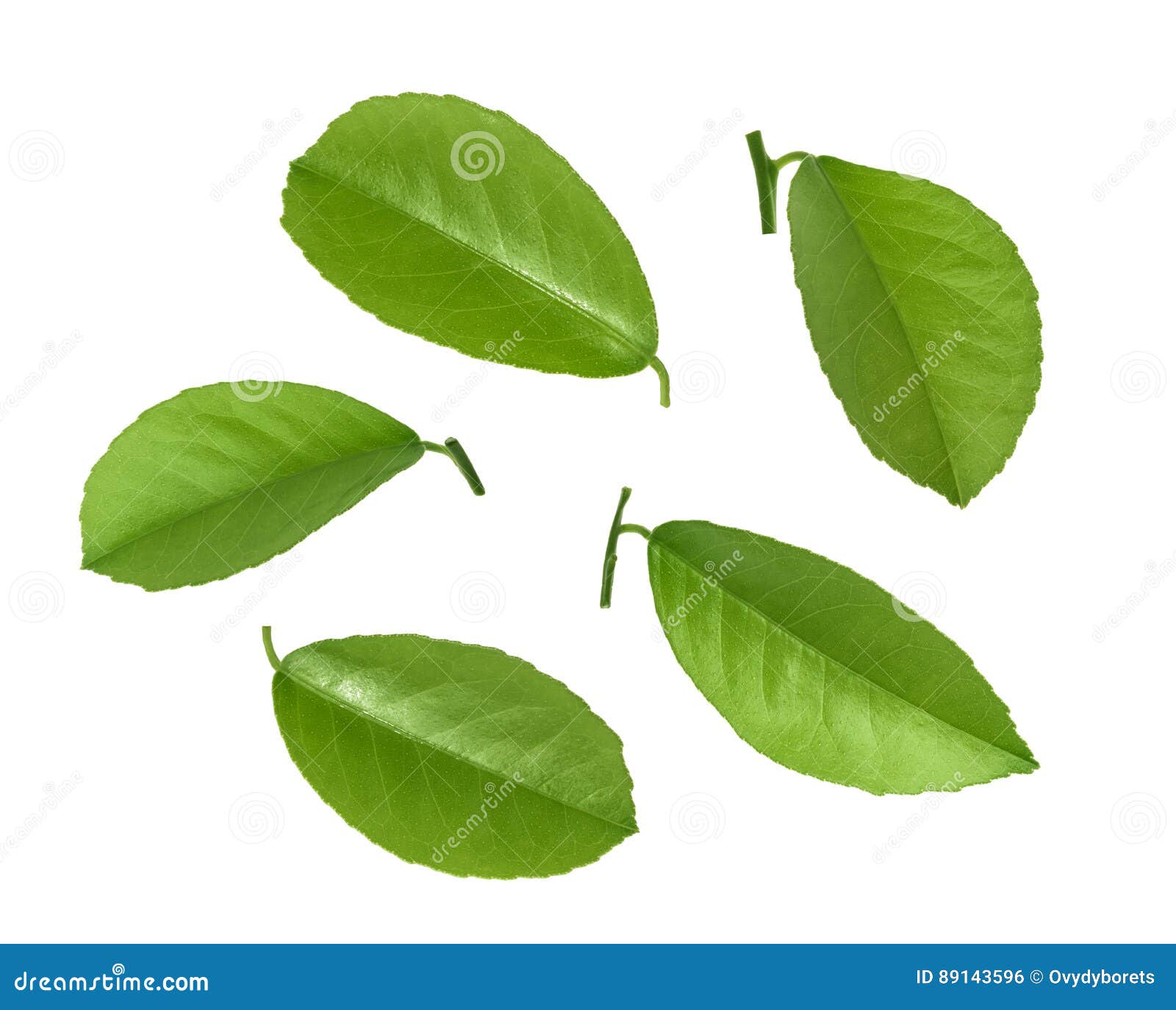 Citrus Leaves Isolated On White Background Stock Photo | CartoonDealer ...