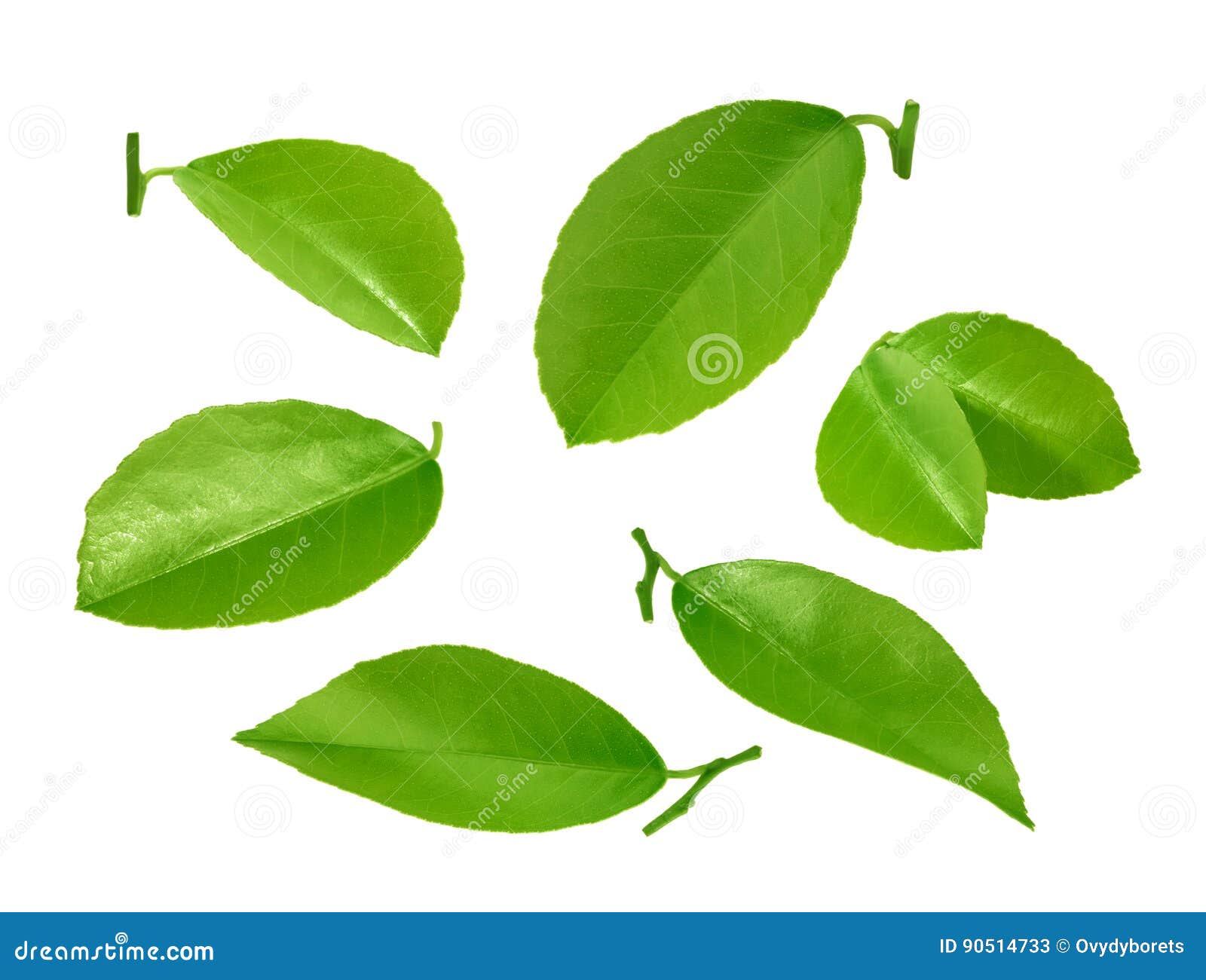 Citrus Leaves Isolated On A White Background Stock Photo ...