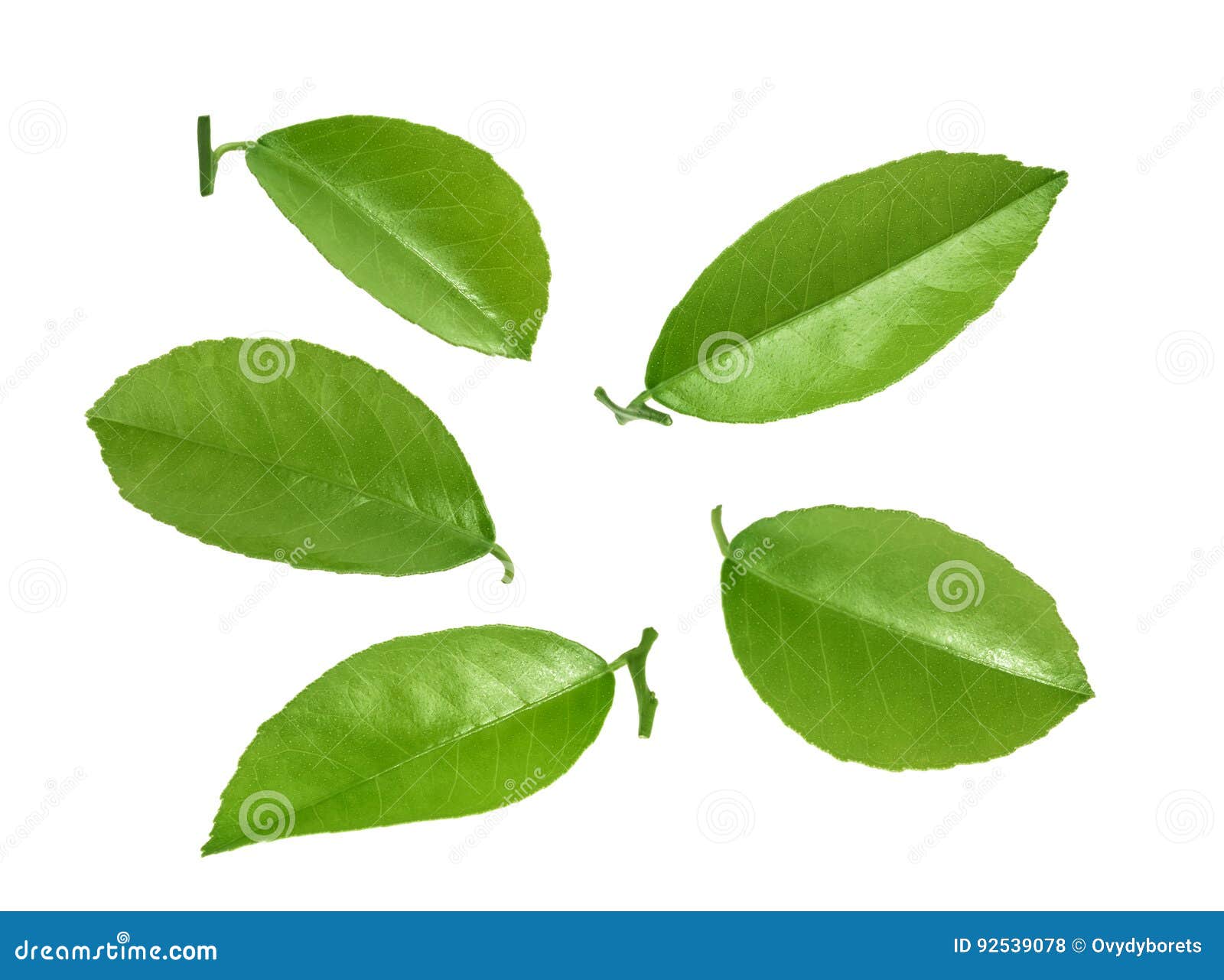 Citrus Leaves Isolated On A White Background Royalty-Free Stock Photo ...