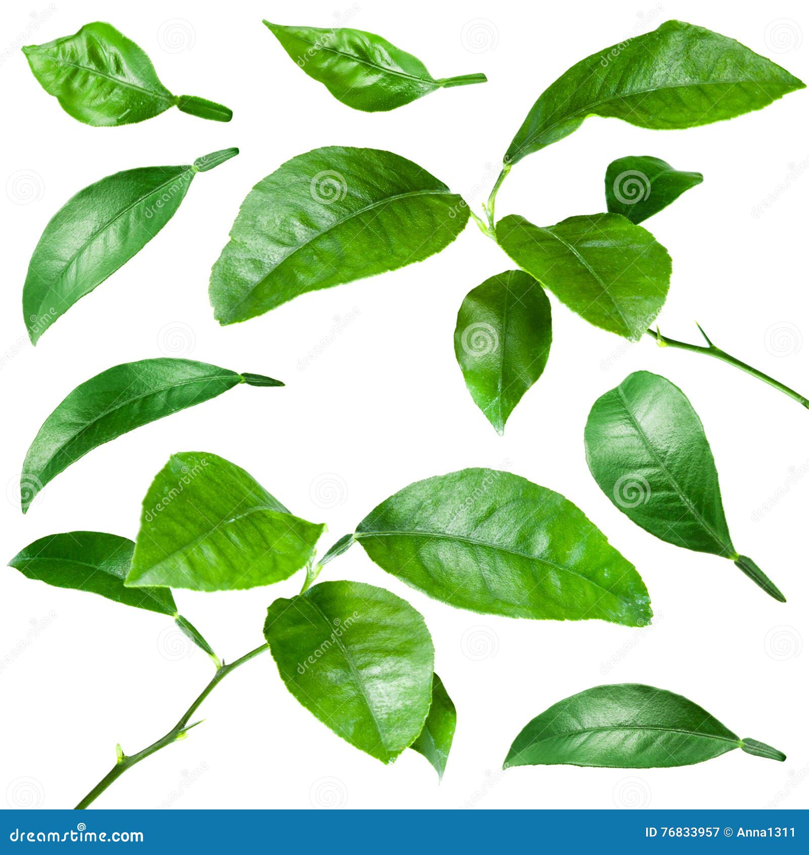 Citrus Leaves Isolated on White. Collection Stock Image - Image of ...