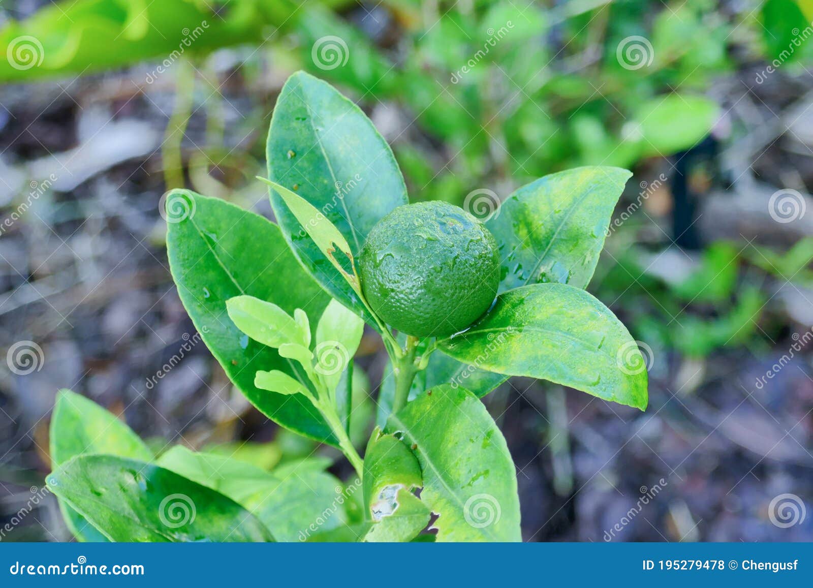 Small citrus limon stock photo. Image of growth, nature - 195279478
