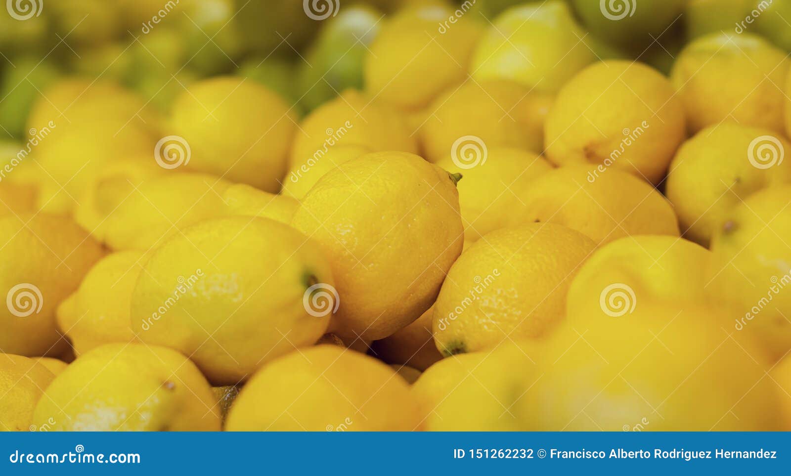 Citrus Limon, the Lemon Tree, is a Small Perennial Fruit Tree Stock ...