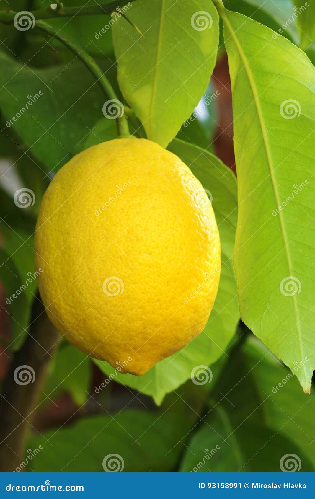Citrus limon with lemon stock image. Image of food, medical - 93158991