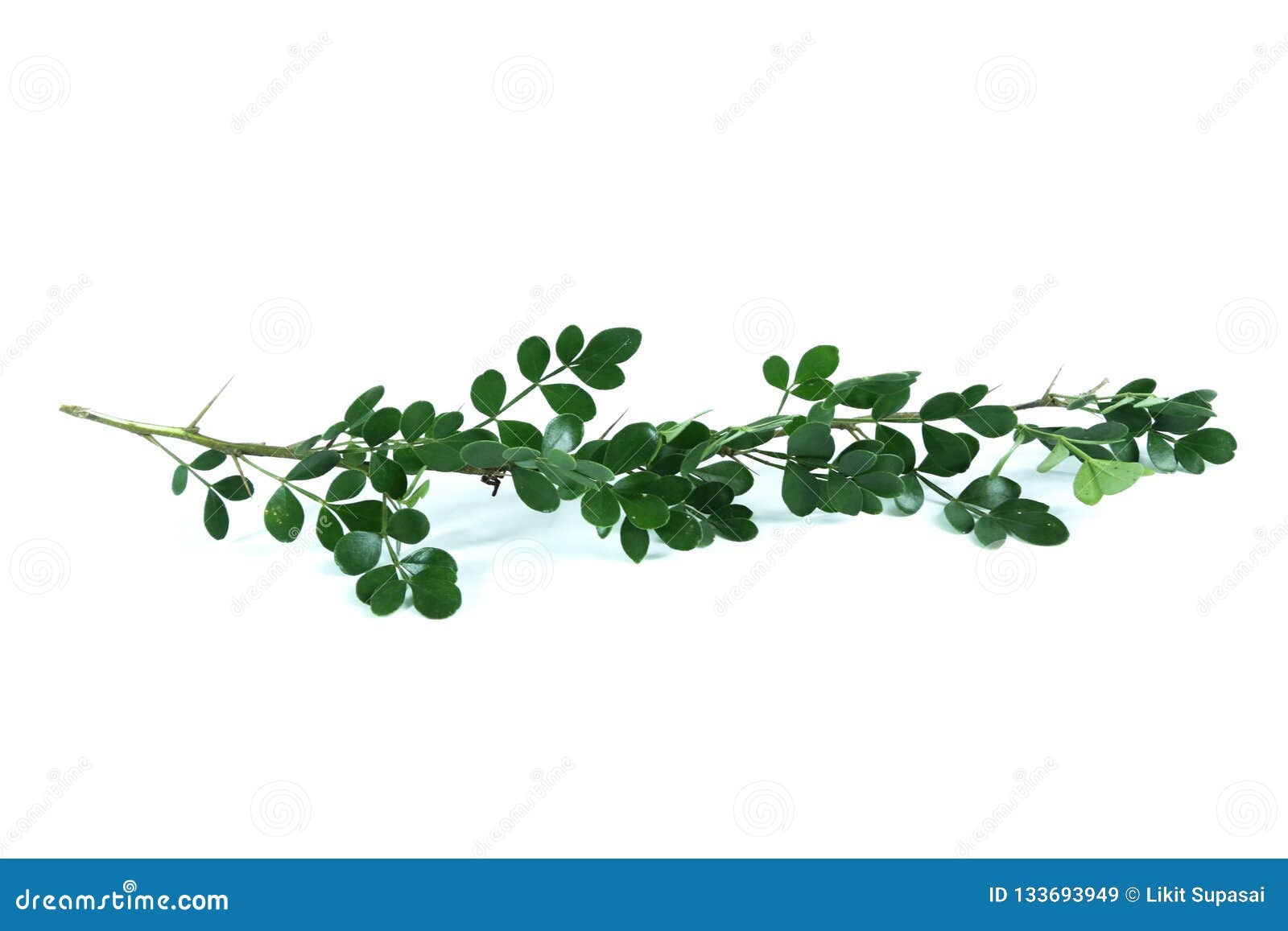Leaf Citrus Lucida White Background in Studio Stock Image - Image of ...