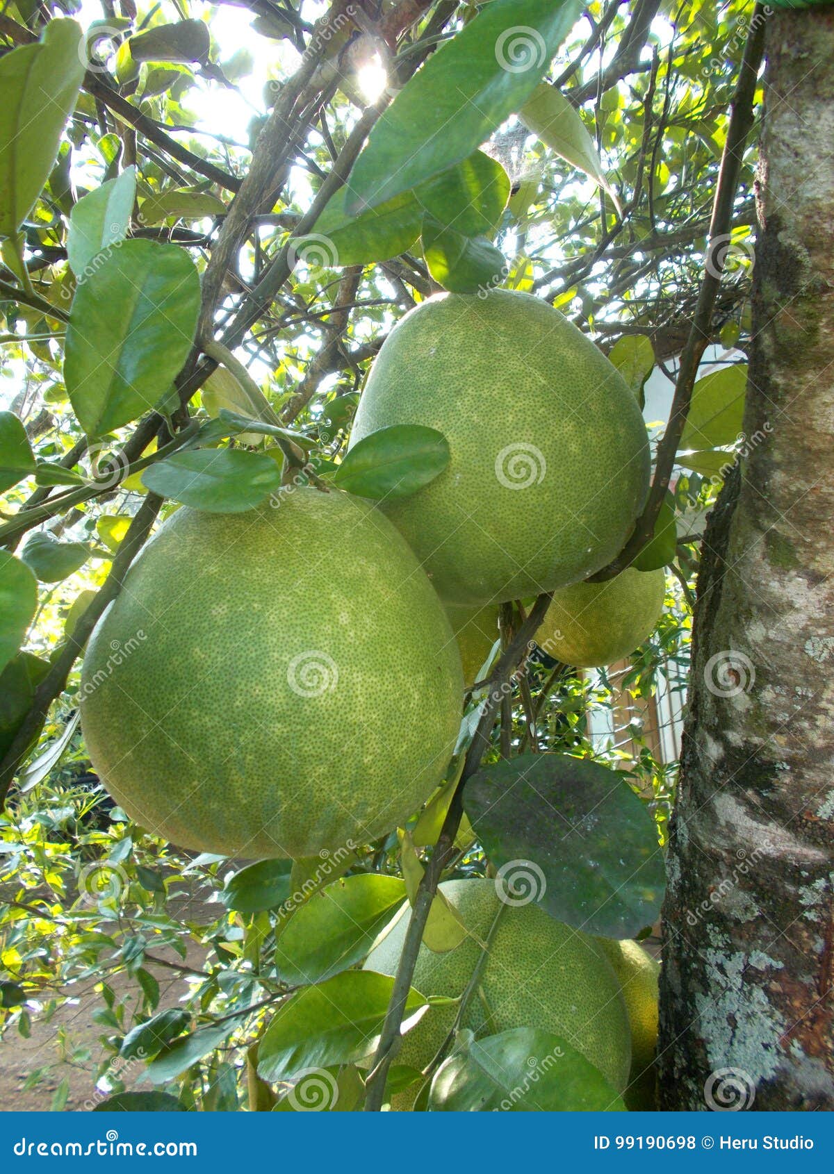 Citrus Maxima Fruits On Tree Stock Image | CartoonDealer.com #146450875