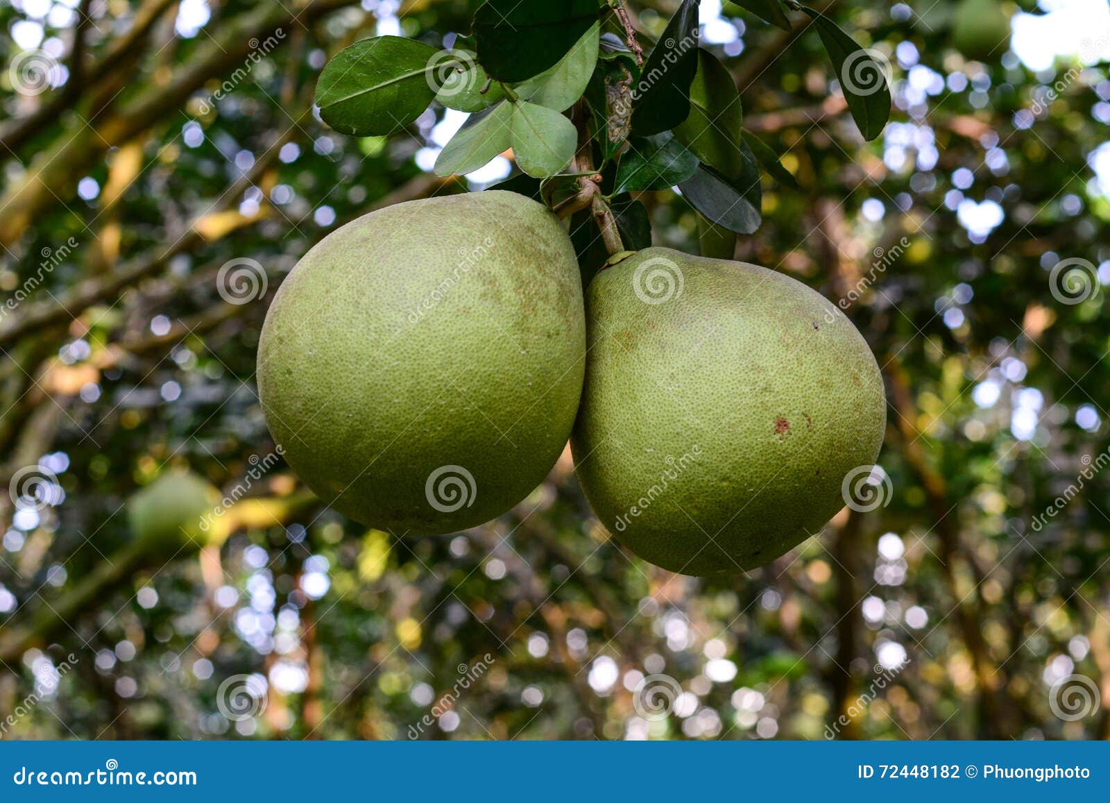 Citrus Maxima Fruits on the Tree Stock Photo - Image of blue, vehicles ...