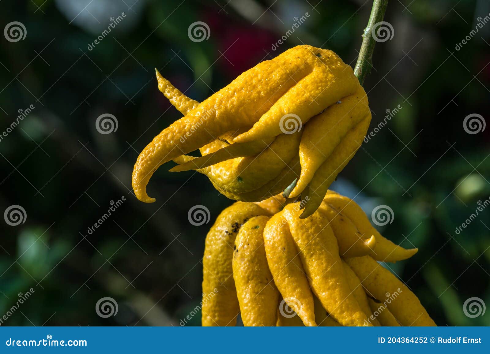 Citrus Medica or the Fingered Citron, is an Unusually Shaped Citron ...