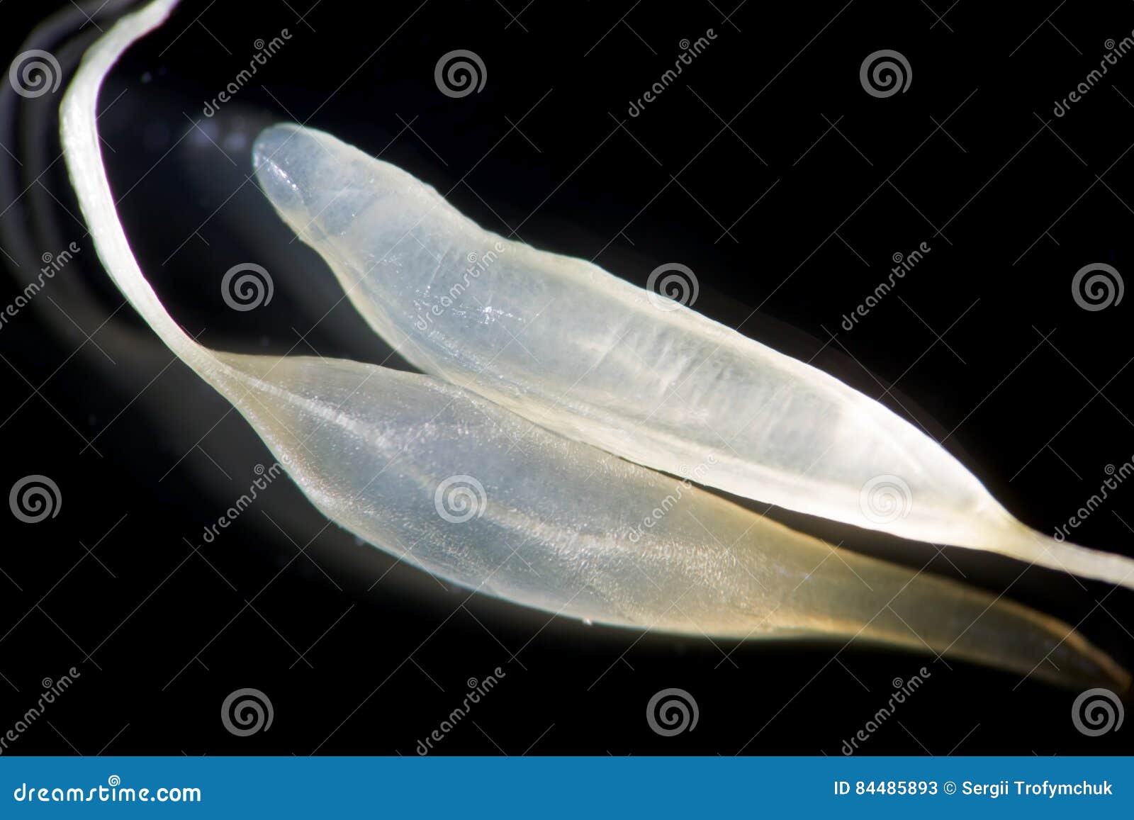 Citrus Orange Cell Structure. Juice, Fresh, Orange Pulp, Background ...