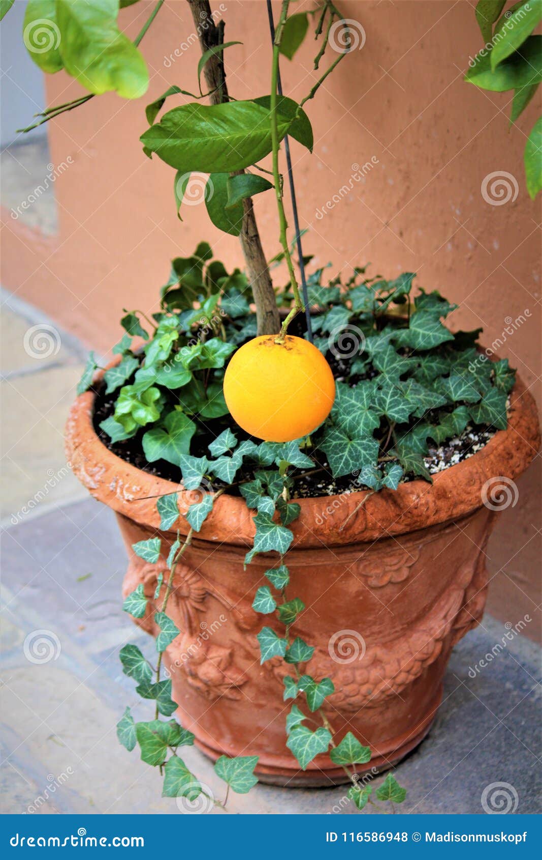 Citrus Orange Fruit stock photo. Image of branch, organic - 116586948