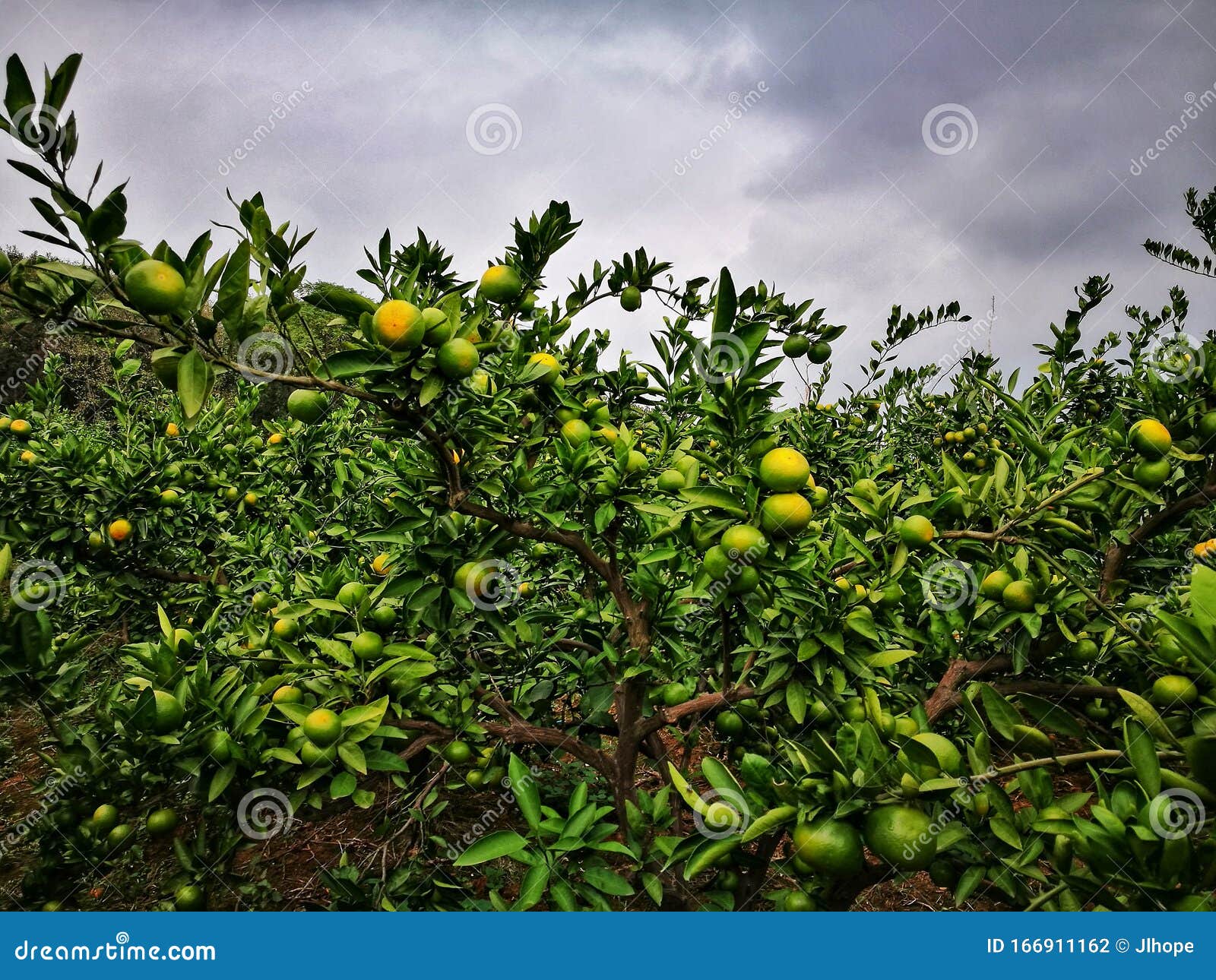 Citrus Orchard with Cloudy Sky Stock Photo - Image of citrus, fruit ...