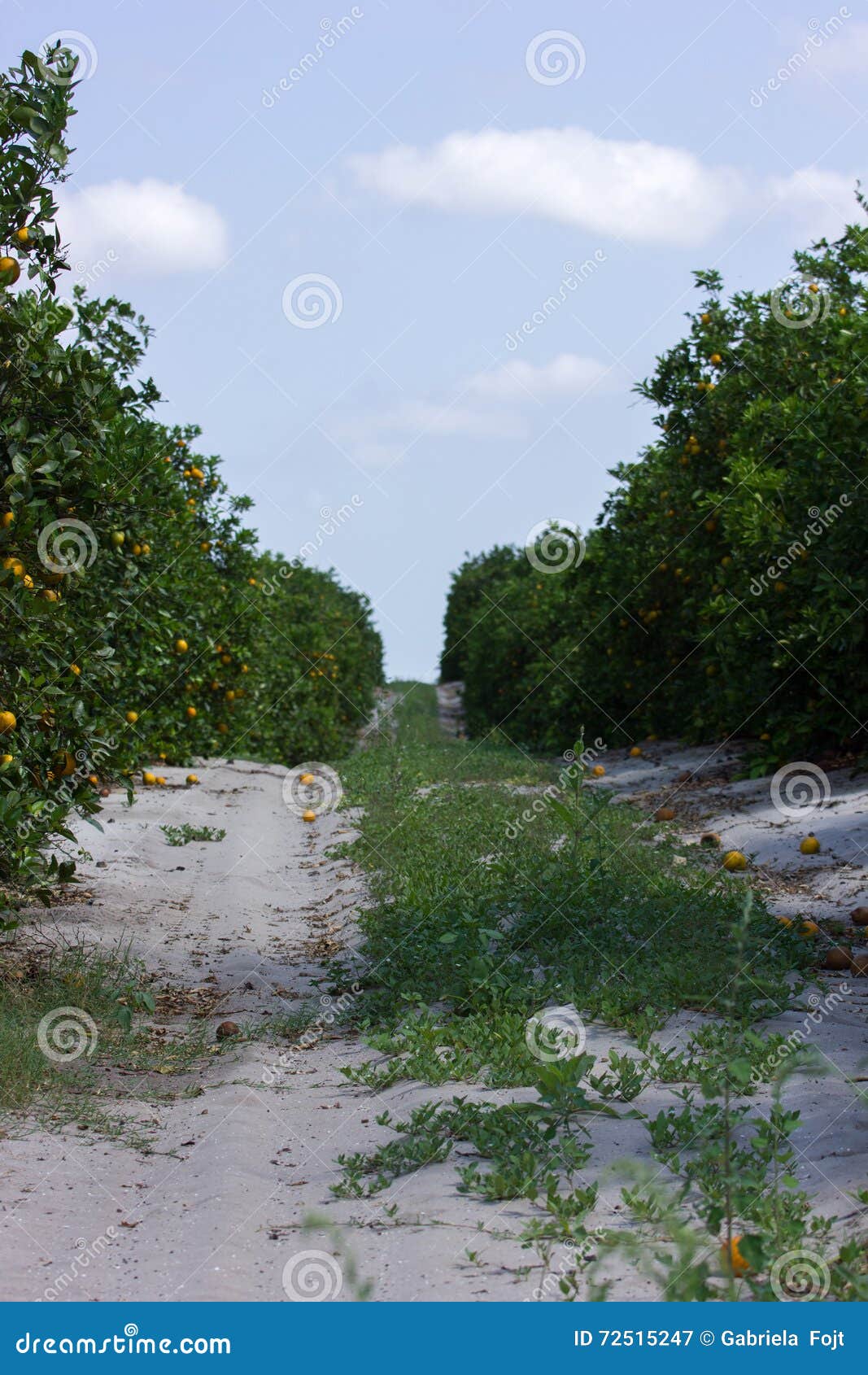 Citrus orchard stock image. Image of ripe, oranges, harvest - 72515247