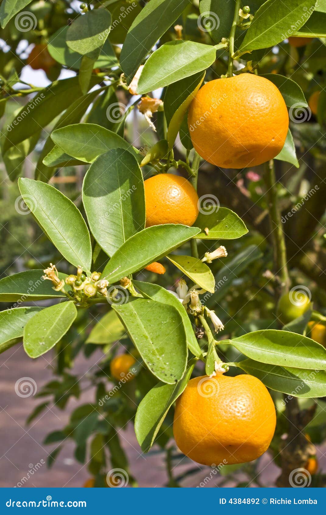 Citrus Plant stock photo. Image of oranges, agriculture - 4384892