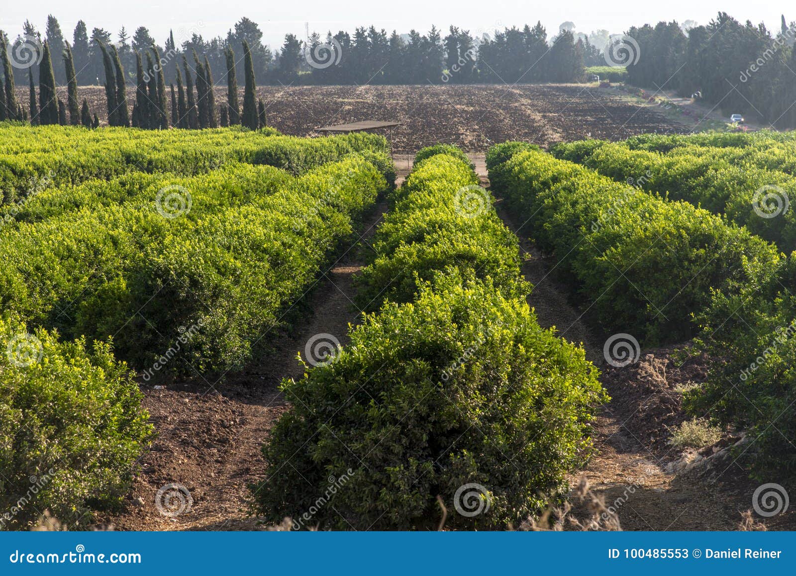 Citrus plantation stock image. Image of agriculture - 100485553
