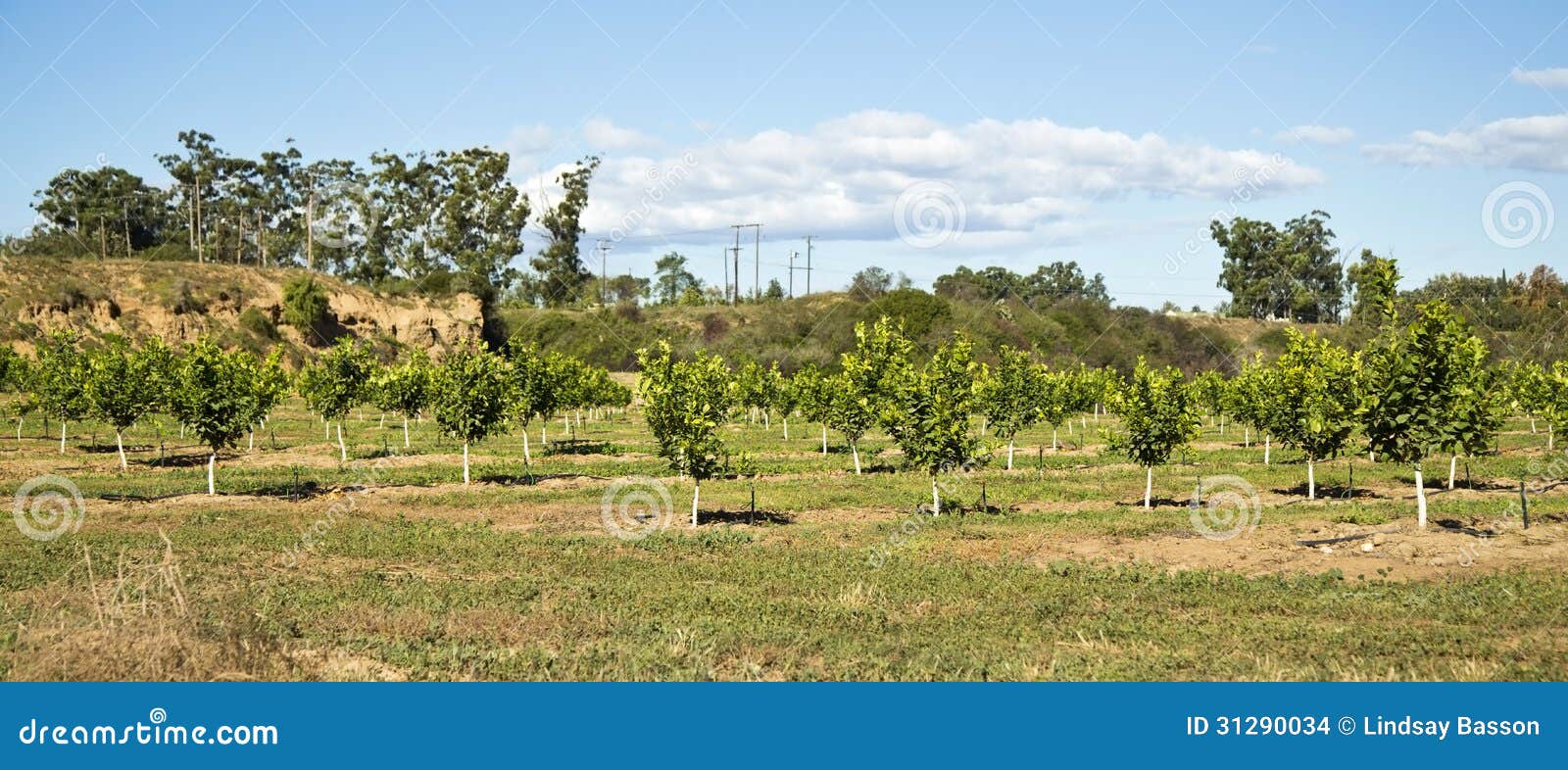 Citrus plantation stock photo. Image of field, blue, rural - 31290034