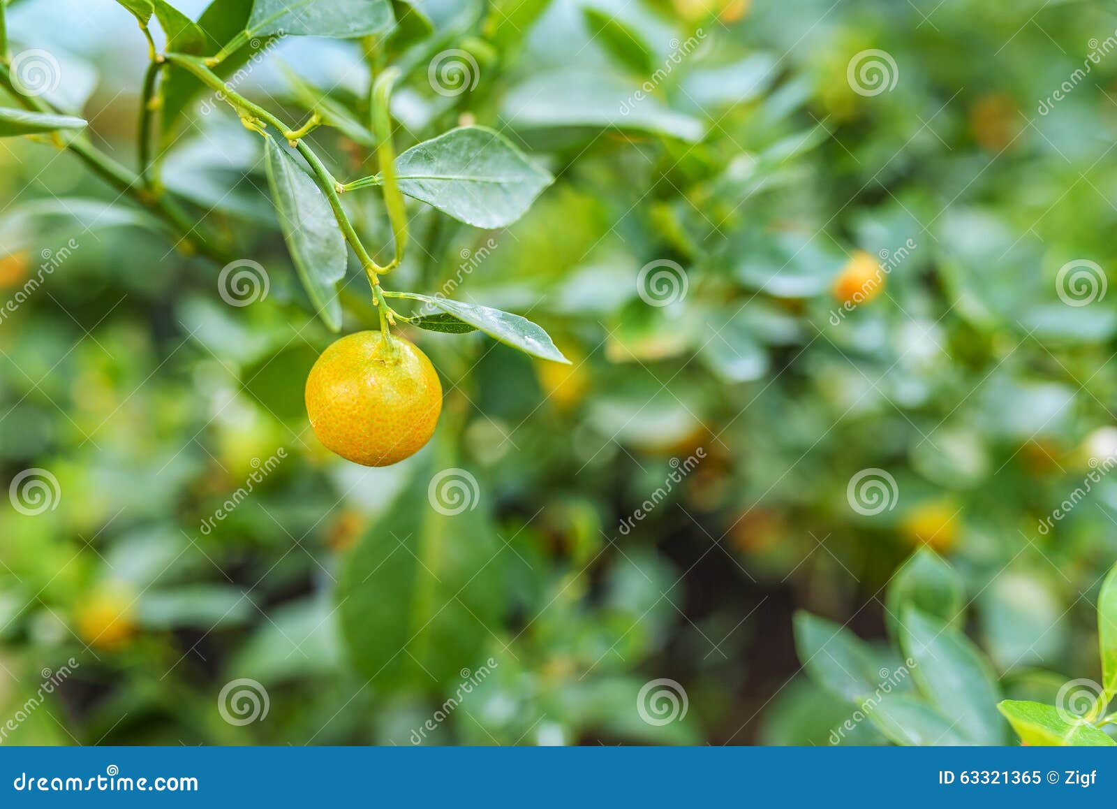 Citrus reticulata immagine stock. Immagine di crescere - 63321365