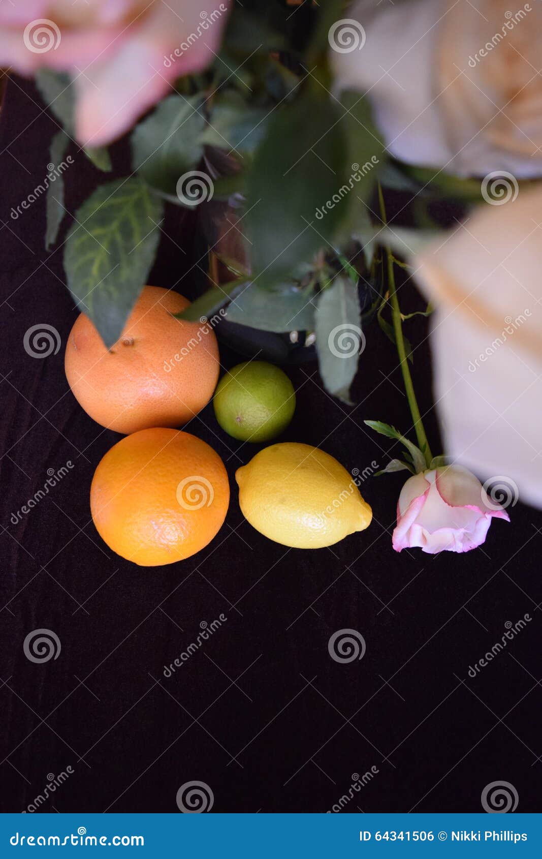 The Citrus Rose stock photo. Image of love, roses, single - 64341506