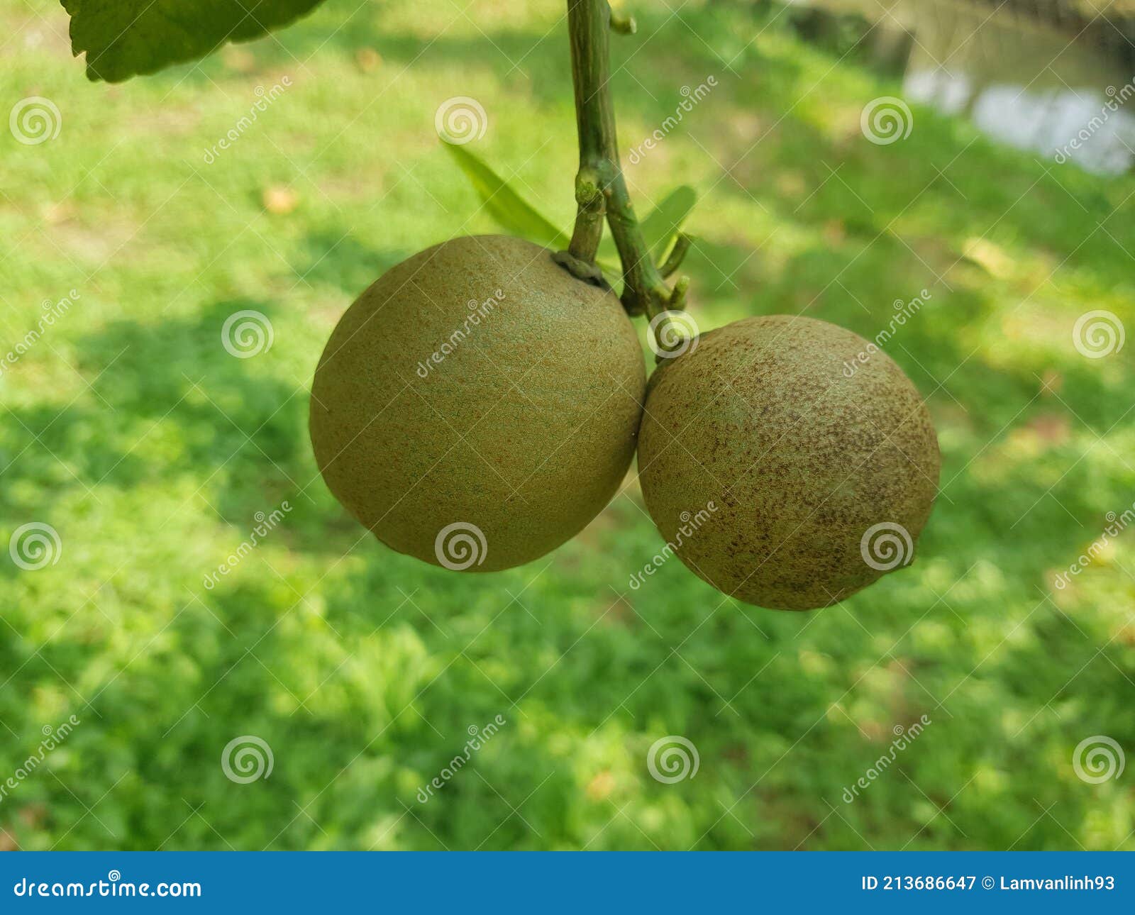 Citrus Rust Mite on Lemon Fruit Stock Image - Image of citrus, nature ...