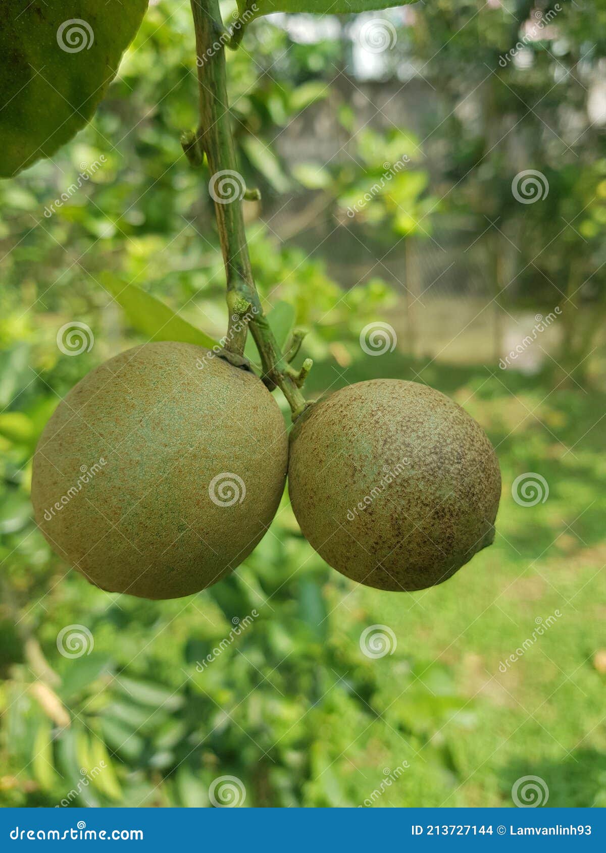 Rust Of The Fruit Trees. Fungus, Fruit Tree Disease, Plum Leaves ...