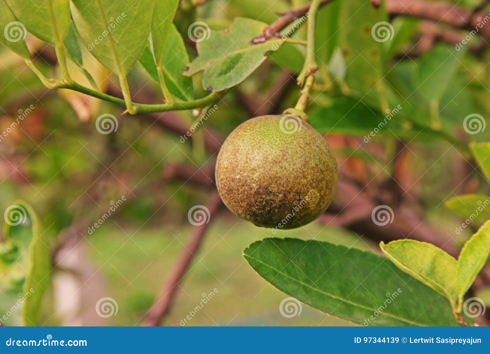 Rust Of The Fruit Trees. Fungus, Fruit Tree Disease, Plum Leaves ...