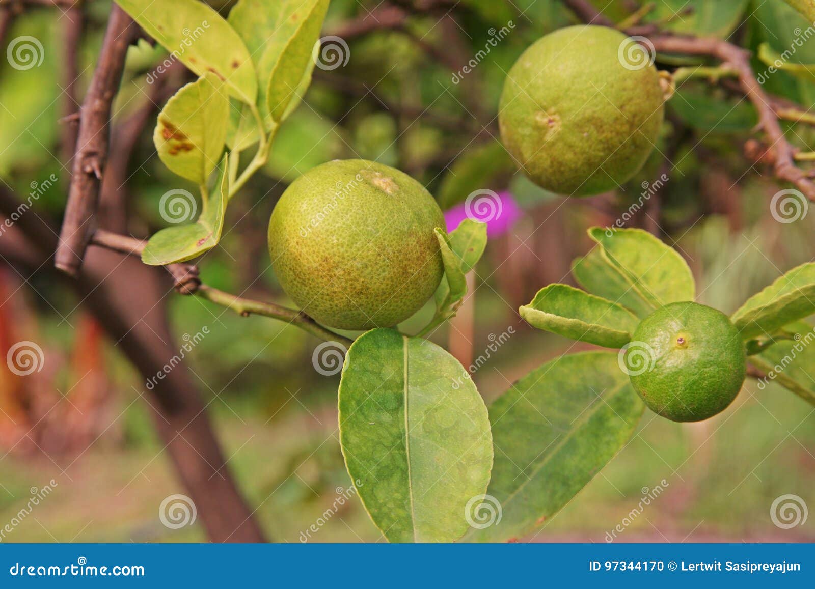 Citrus Rust Mite on Lime Fruit Stock Photo - Image of peel, fruit: 97344170