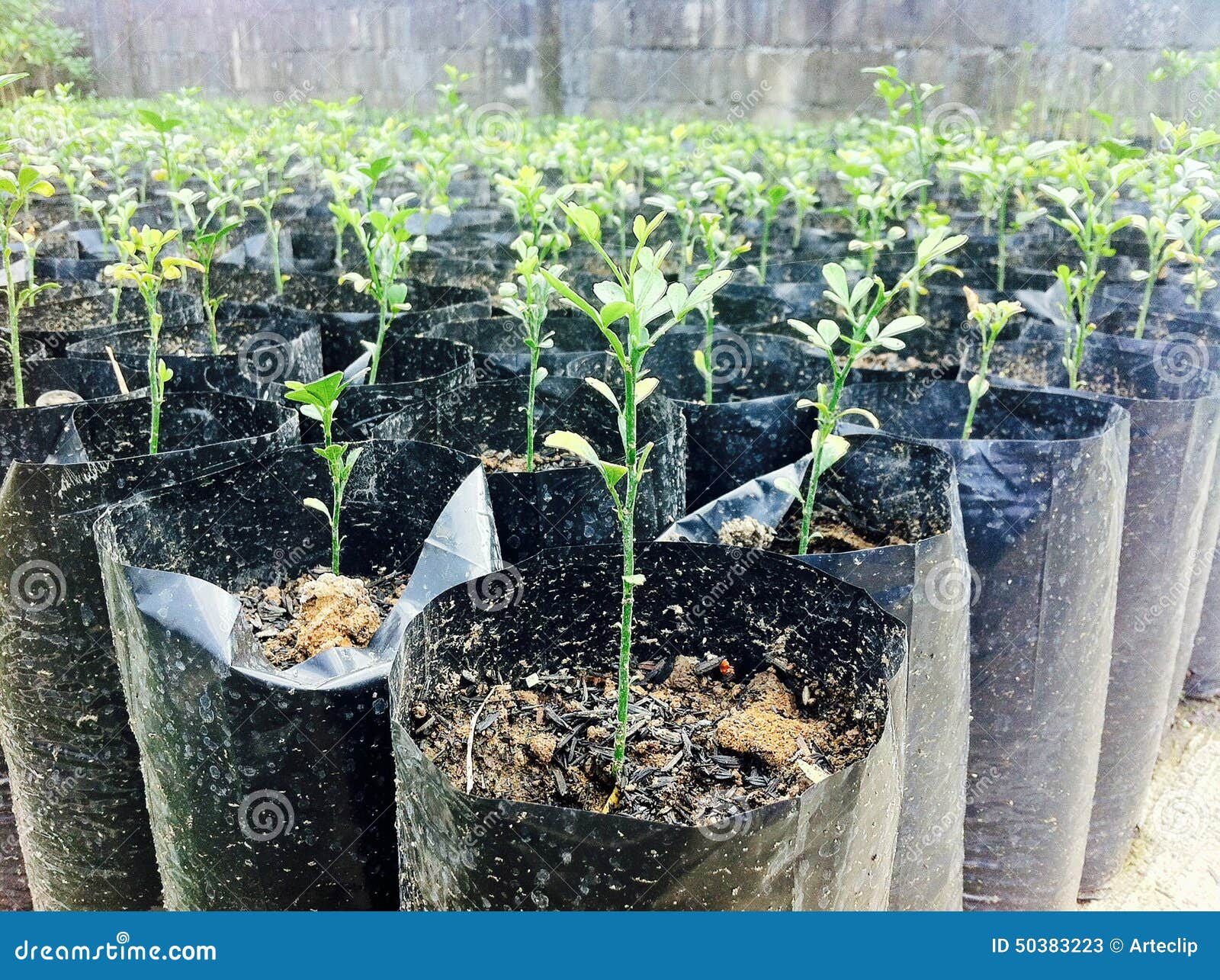 Citrus seedlings stock image. Image of grove, inside - 50383223