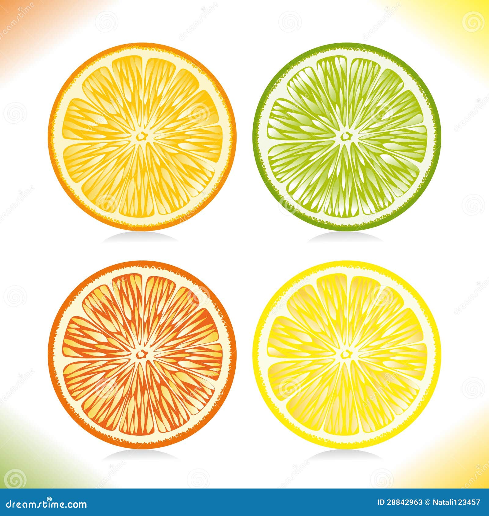 Citrus slices. stock vector. Illustration of lemon, slice - 28842963