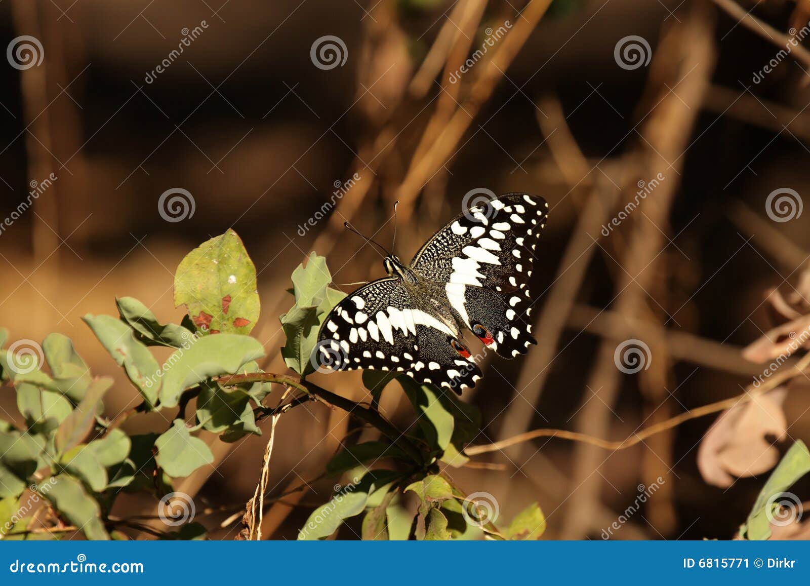 Citrus Swallowtail stock image. Image of swallowtail, leaf - 6815771