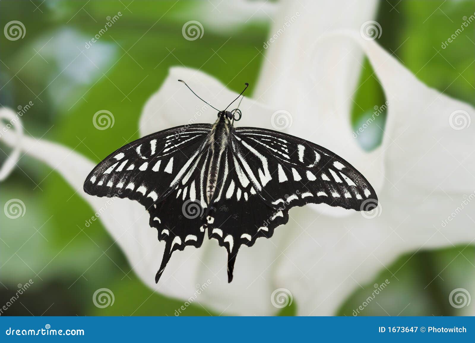 Citrus Swallowtail Butterfly Stock Image - Image of flutter ...
