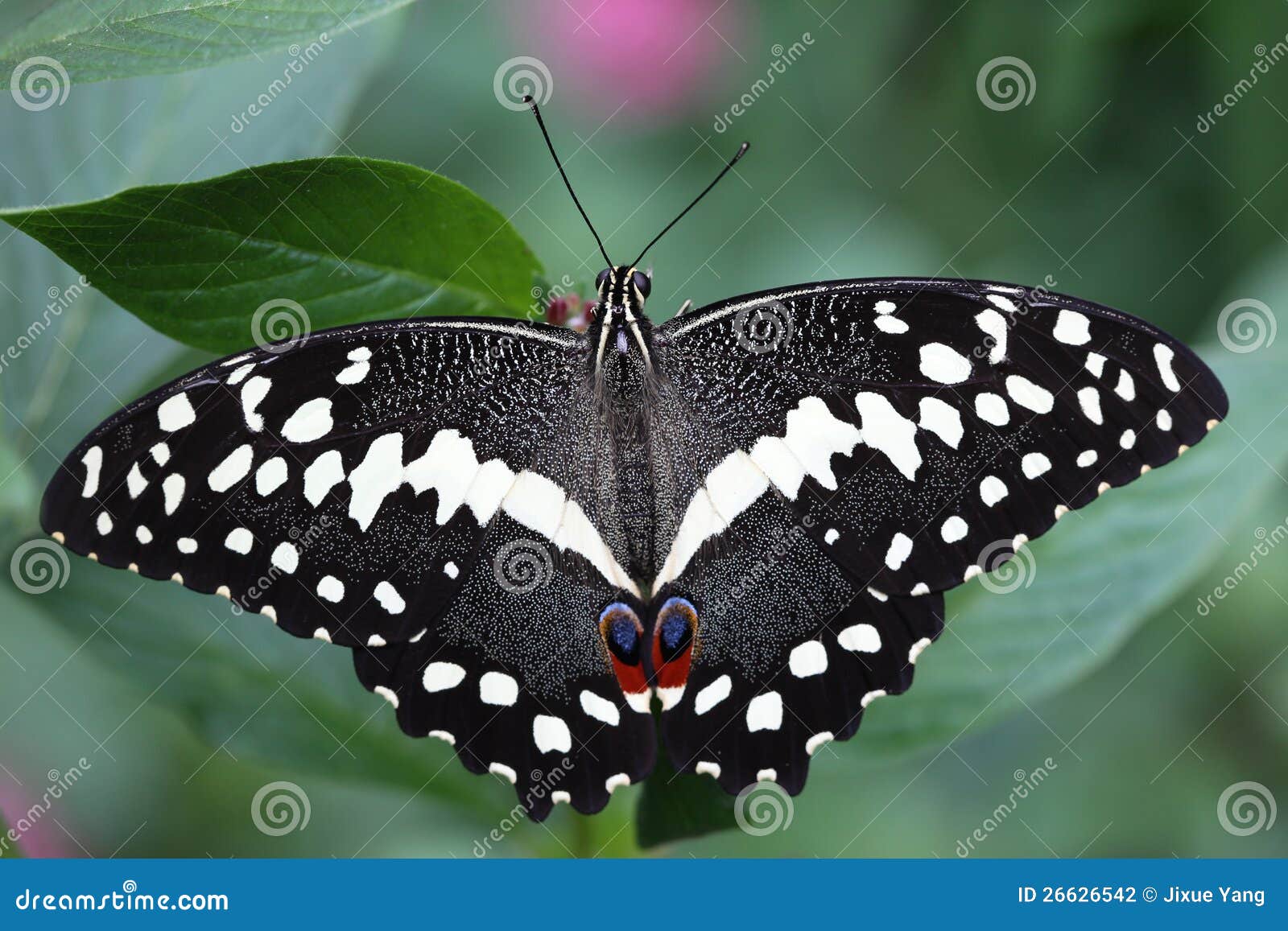 Citrus Swallowtail Butterfly Stock Photo - Image of butterfly, close ...
