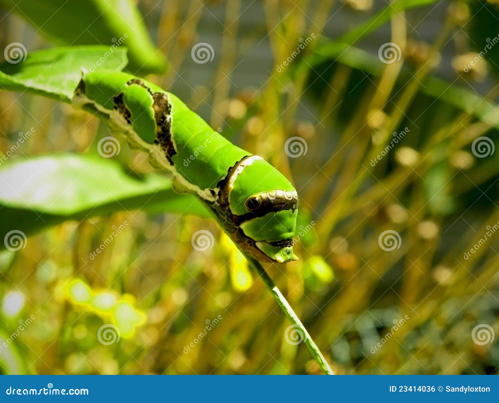 Citrus Swallowtail Caterpillar Stock Photo - Image of worm, camouflage ...