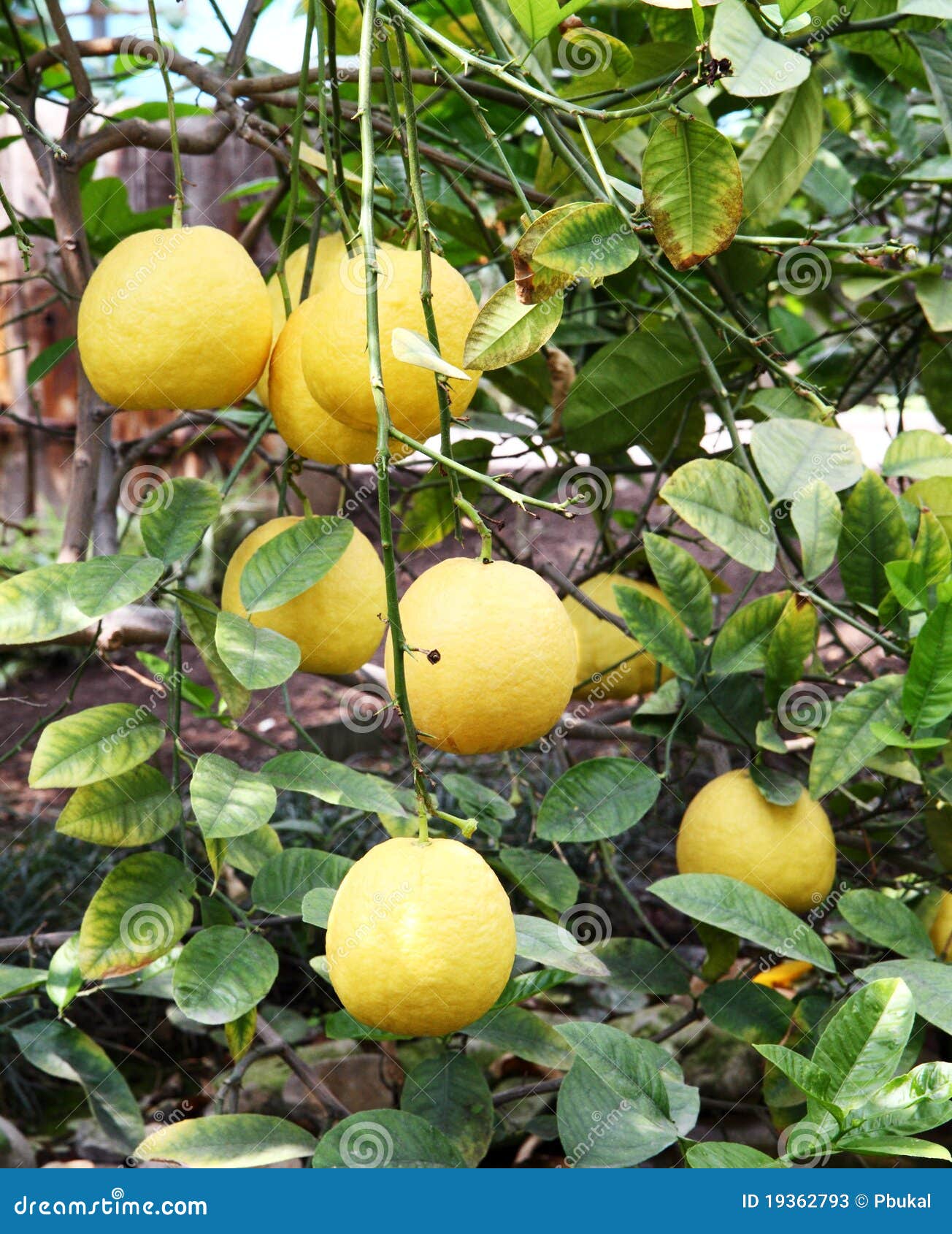 Citrus on tree stock image. Image of flower, juice, close - 19362793