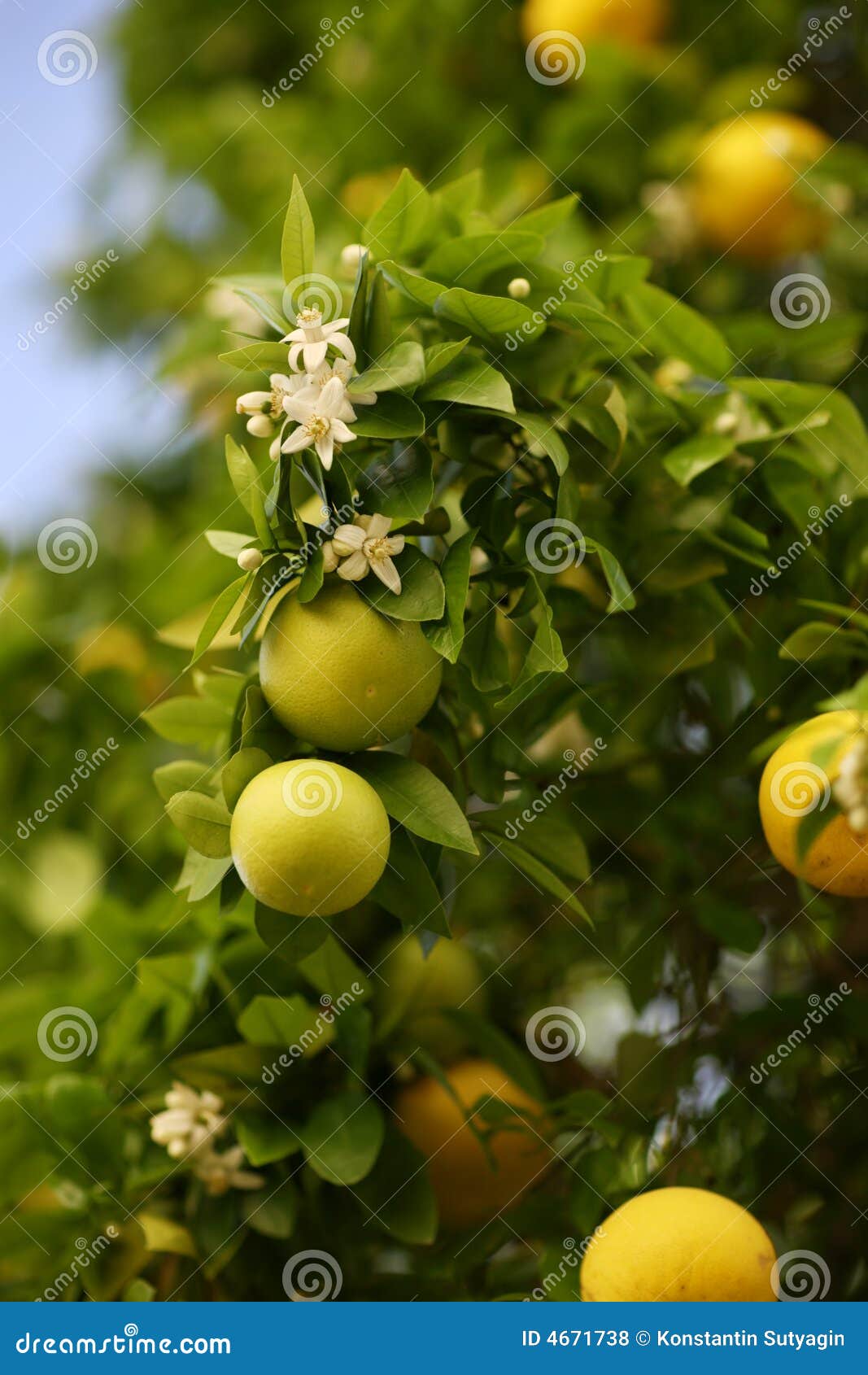 Citrus tree stock photo. Image of harvest, closeup, beautiful - 4671738